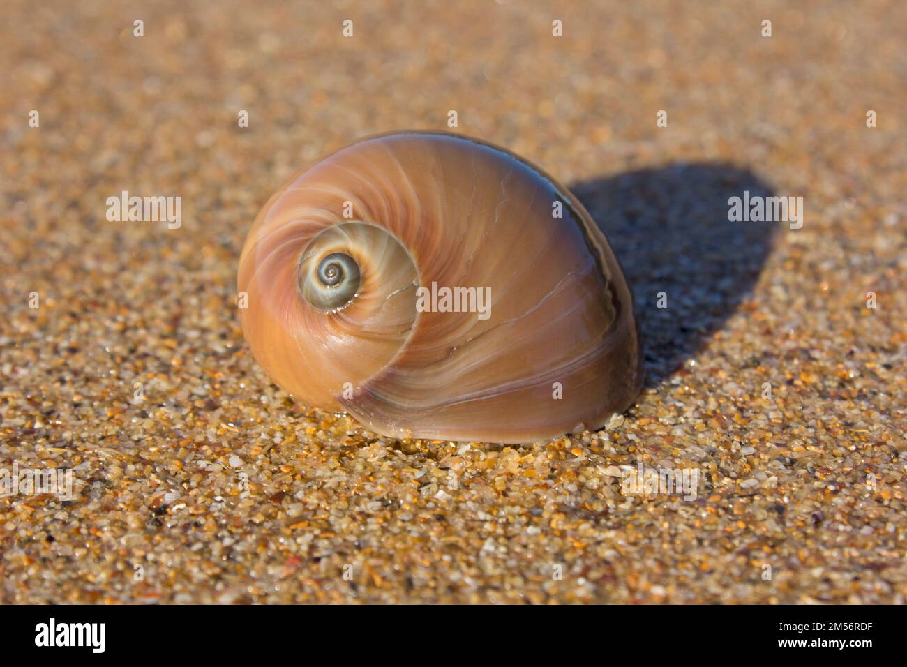 Meeresschnecken molluske -Fotos und -Bildmaterial in hoher Auflösung ...