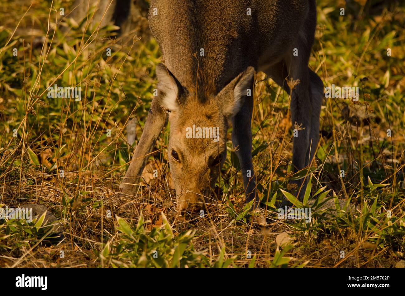 Weiblicher sika-Hirsch Cervus nippon yesoensis weidet. Shiretoko ...