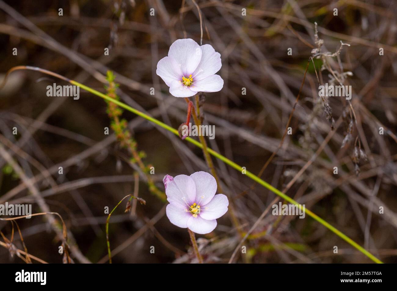Drosera liniflora -Fotos und -Bildmaterial in hoher Auflösung – Alamy