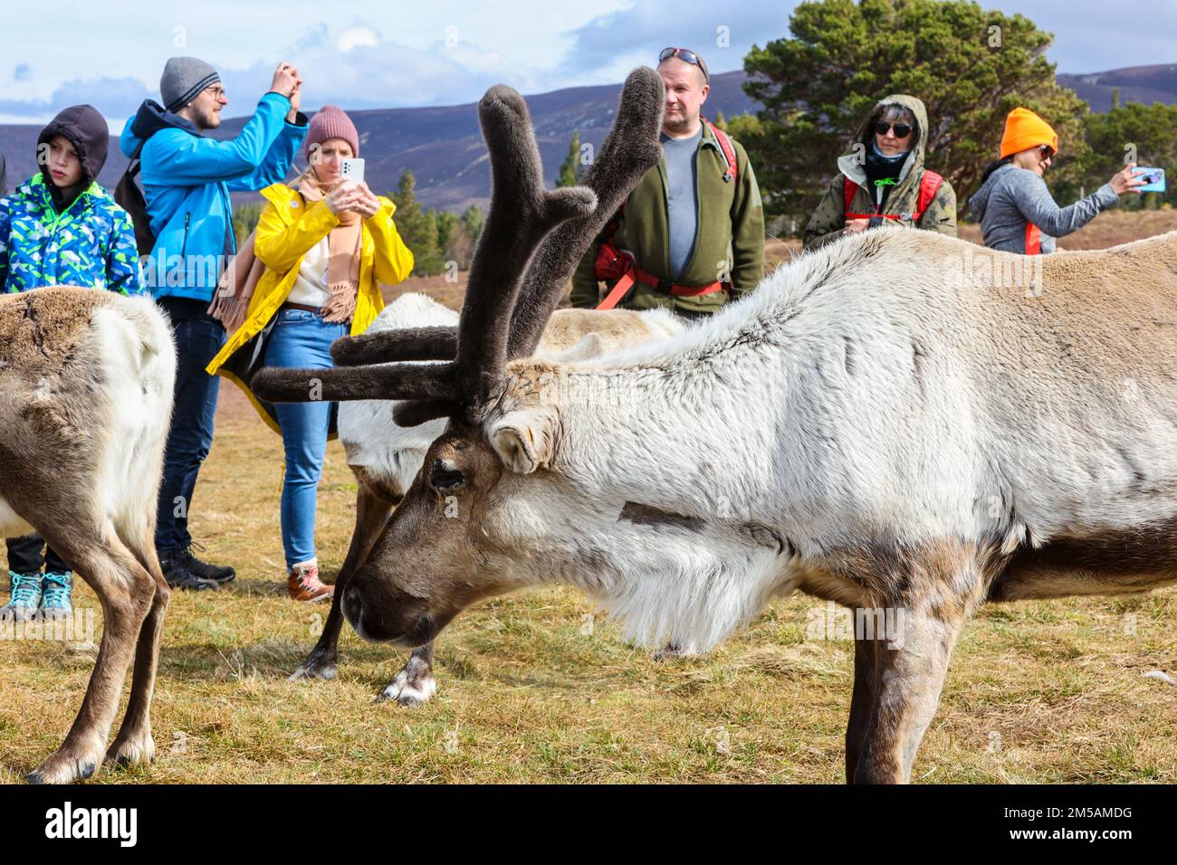 Roaming experten -Fotos und -Bildmaterial in hoher Auflösung – Alamy