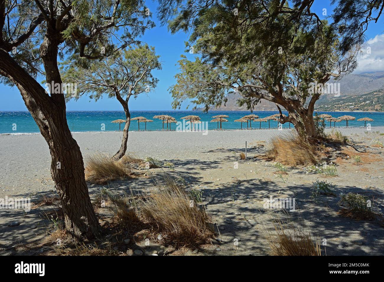 Tamarisken Bäume und Sonnenschirme am Strand, Plakias, Kreta ...
