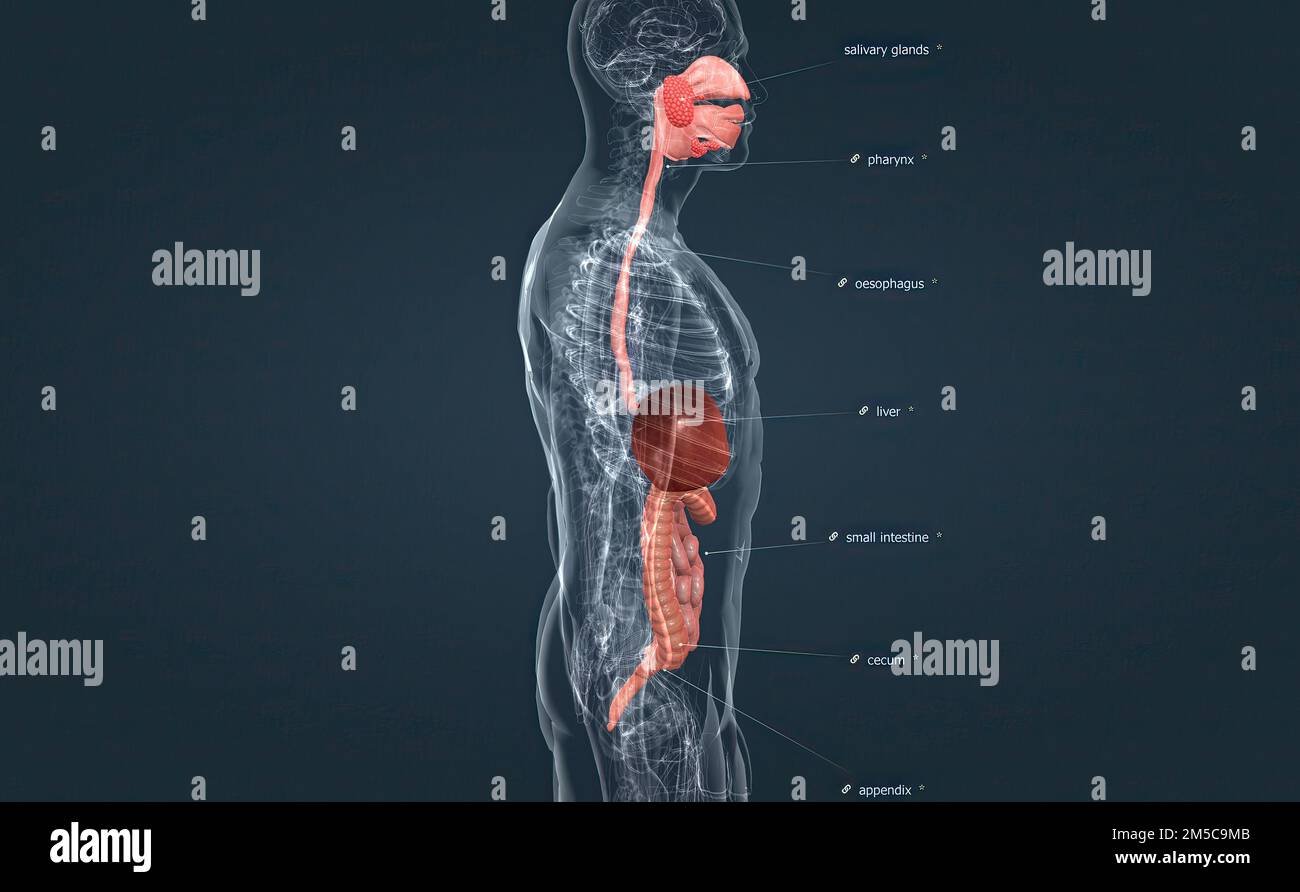 Gi tract -Fotos und -Bildmaterial in hoher Auflösung – Alamy