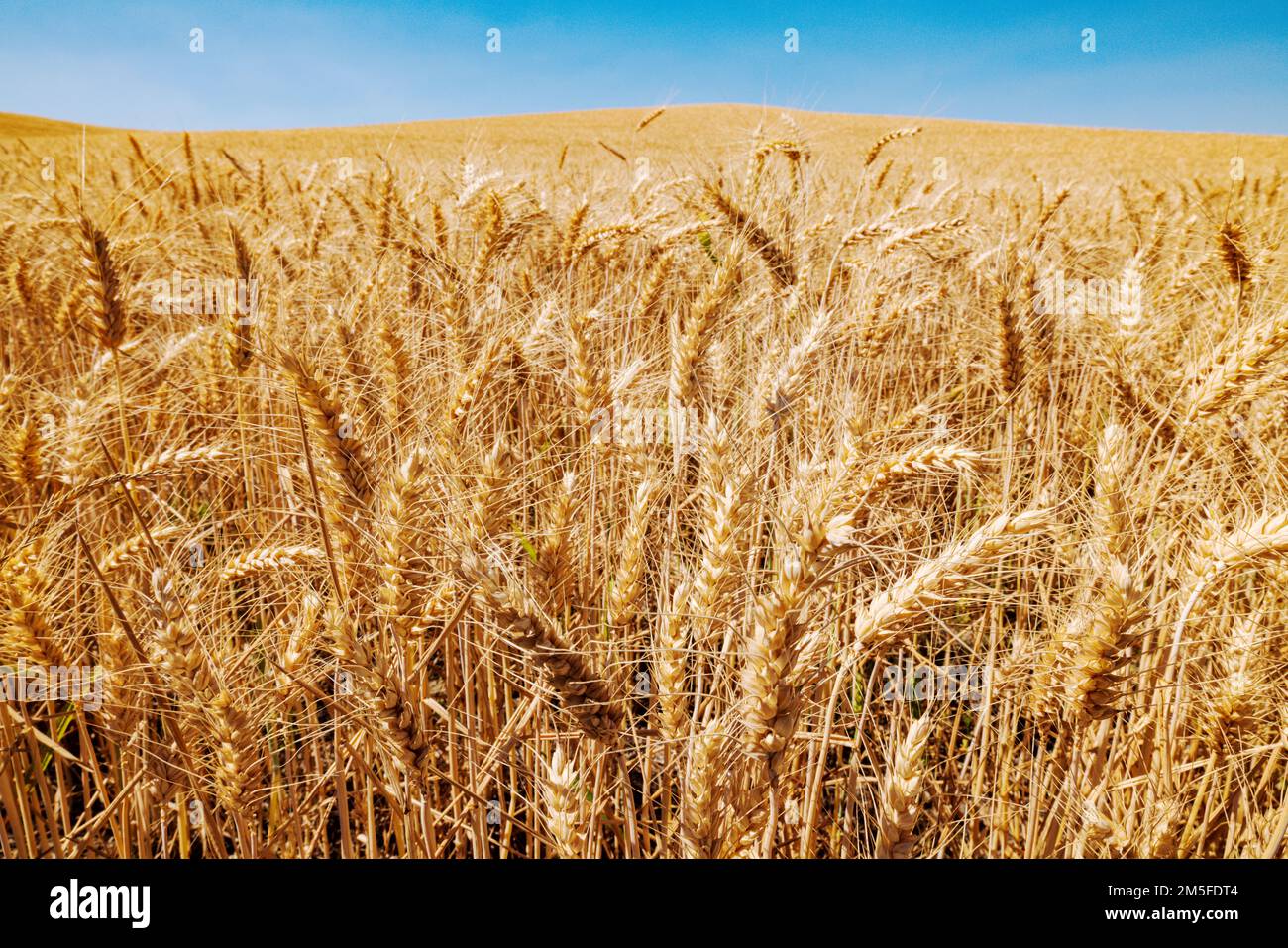 Weizen freisteller -Fotos und -Bildmaterial in hoher Auflösung – Alamy