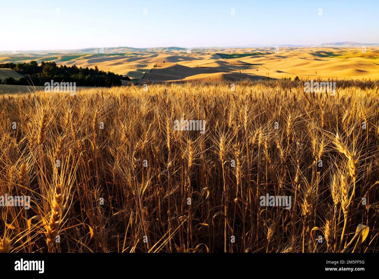 Palouse landschaft -Fotos und -Bildmaterial in hoher Auflösung – Alamy
