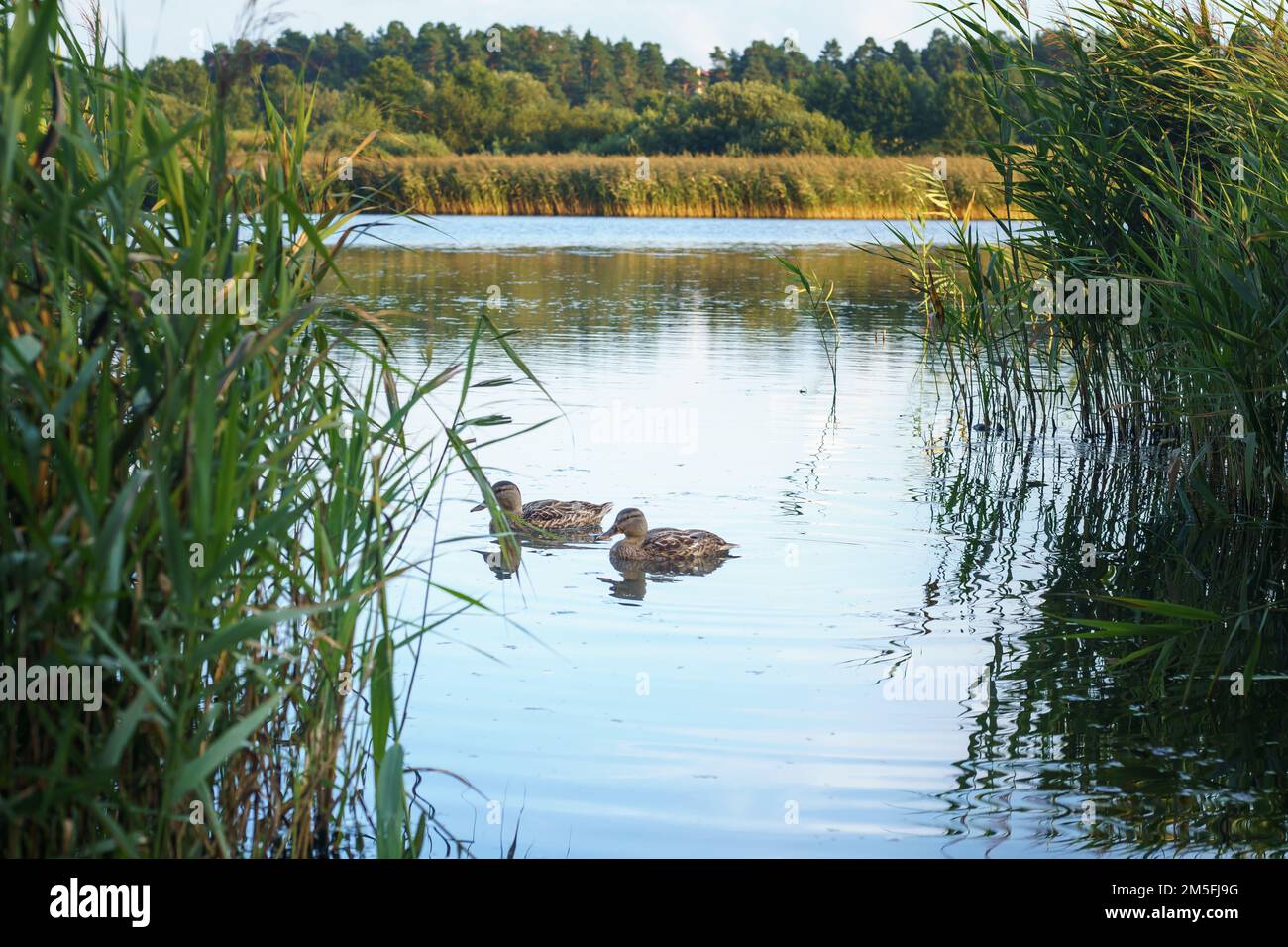 Wilde Enten schwimmen in einem See, der überwuchert ist mit Busch an ...