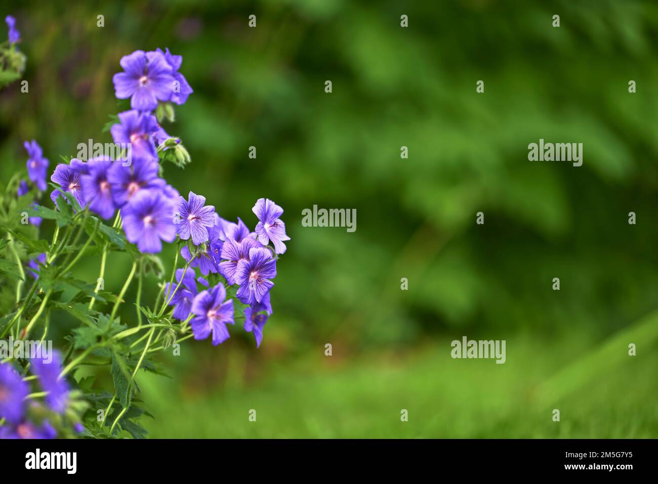 Wiesengeranium - auch Geranium pratense - Johnsons Blue. Meadow ...