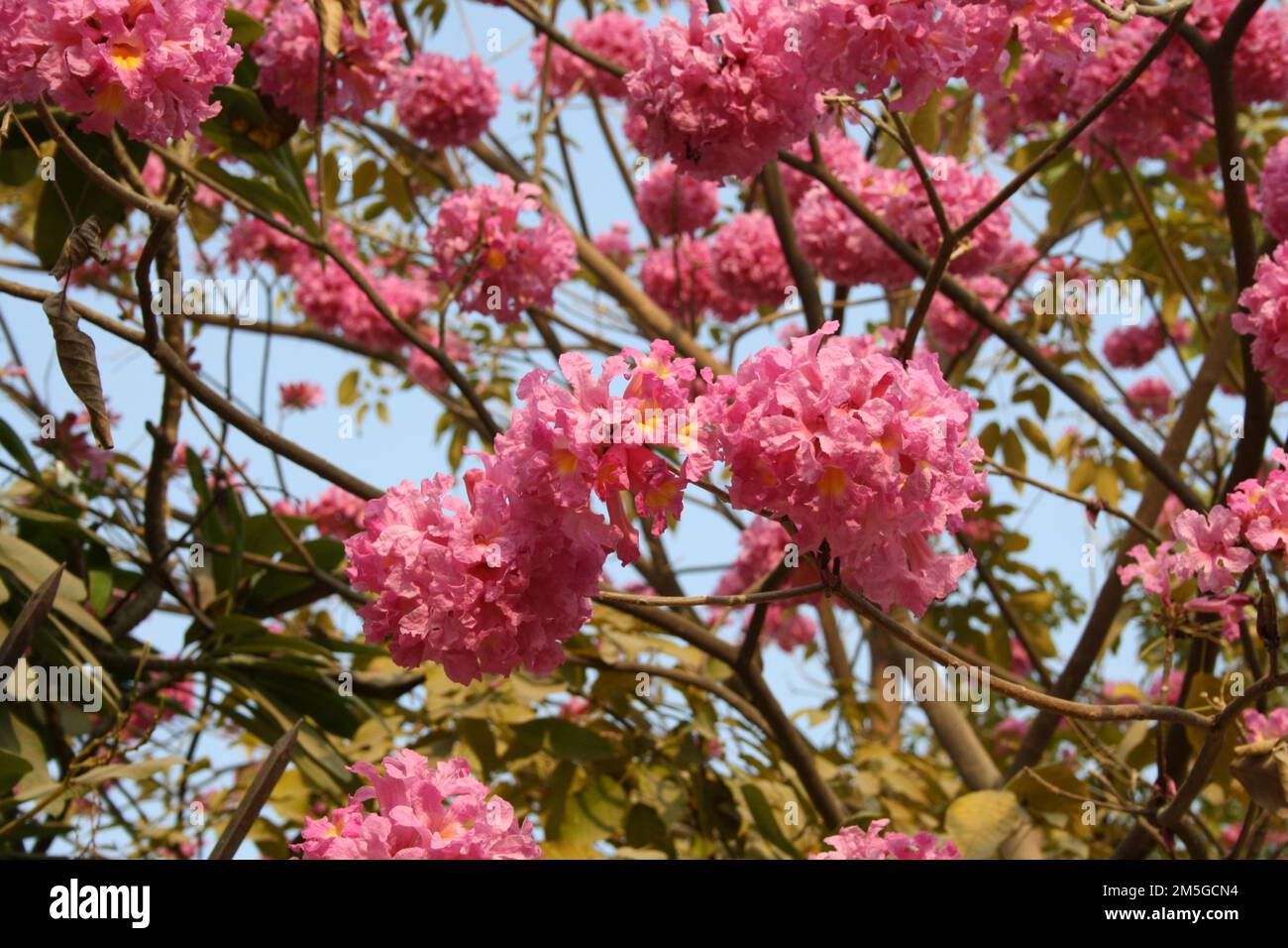 Tabebuia rosea familie -Fotos und -Bildmaterial in hoher Auflösung – Alamy
