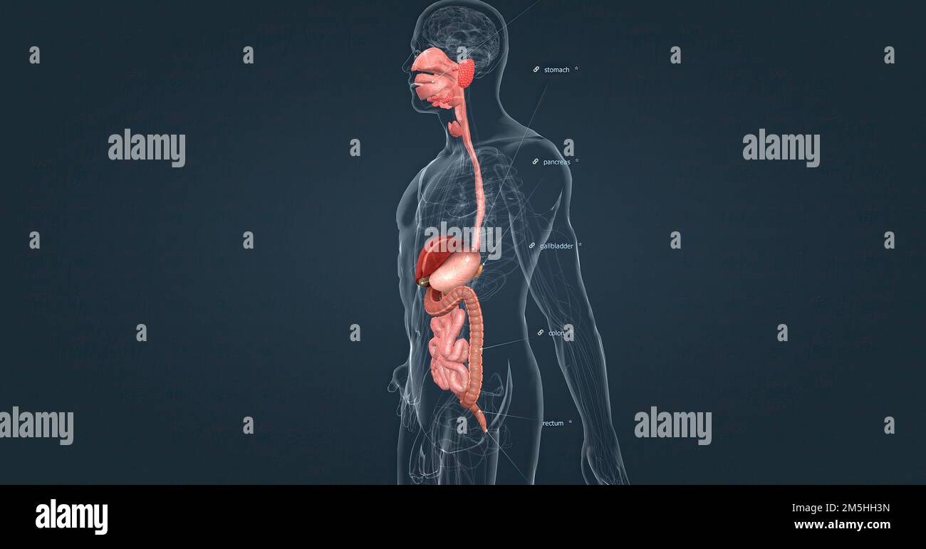 Das menschliche Verdauungssystem besteht aus dem Magen-Darm-Trakt und ...
