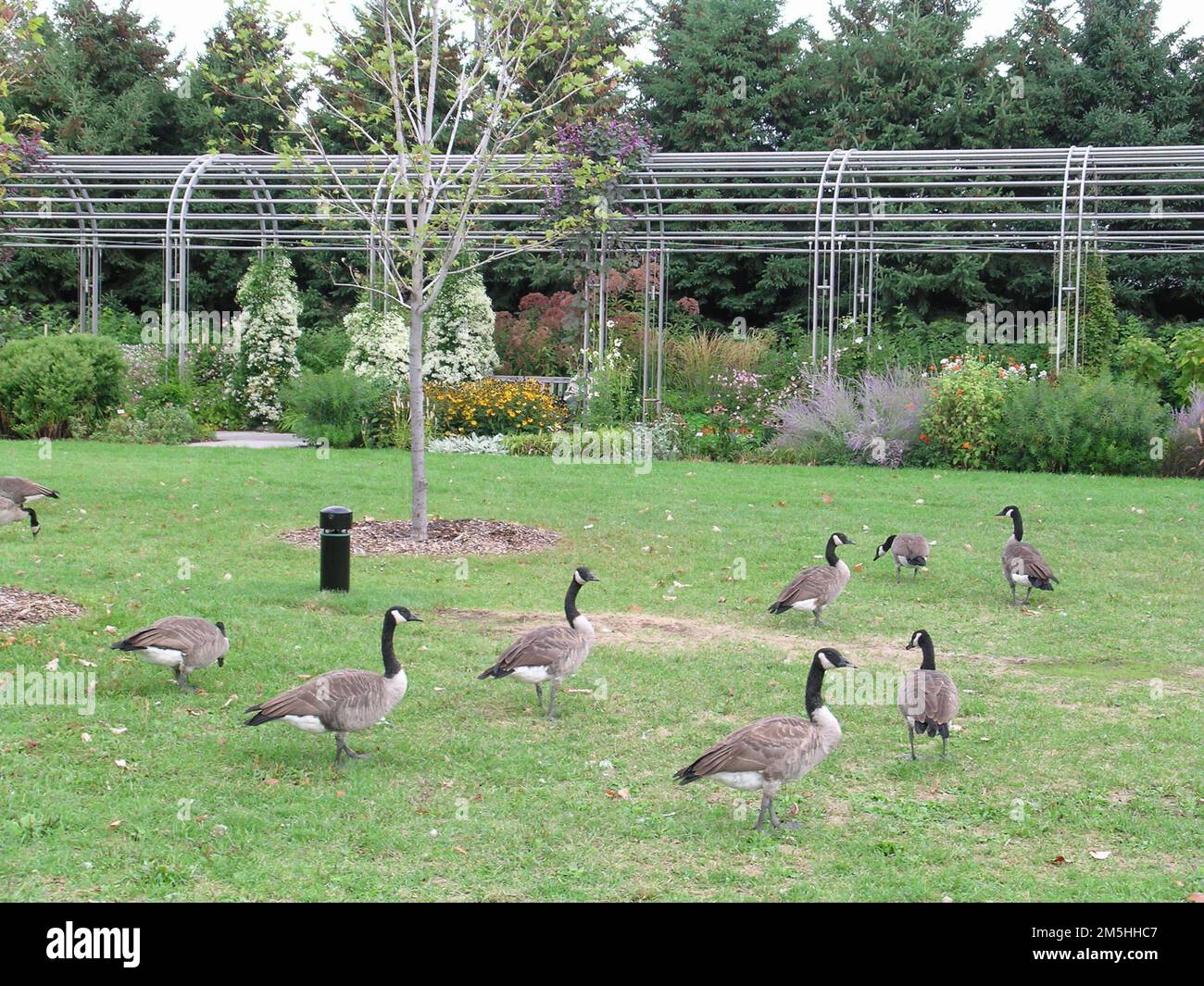 Alene grossman -Fotos und -Bildmaterial in hoher Auflösung – Alamy