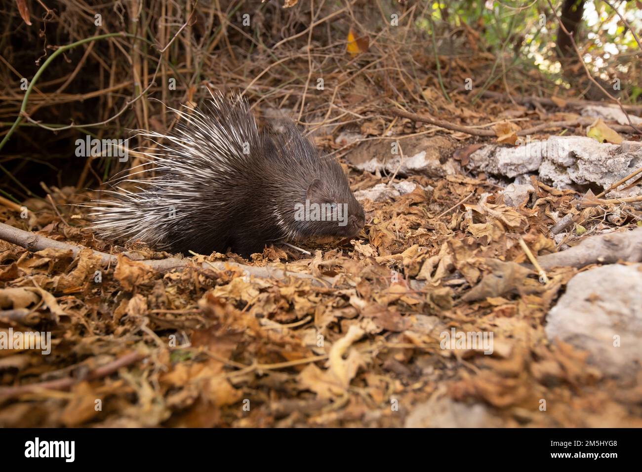 Die stachelschweine -Fotos und -Bildmaterial in hoher Auflösung – Alamy