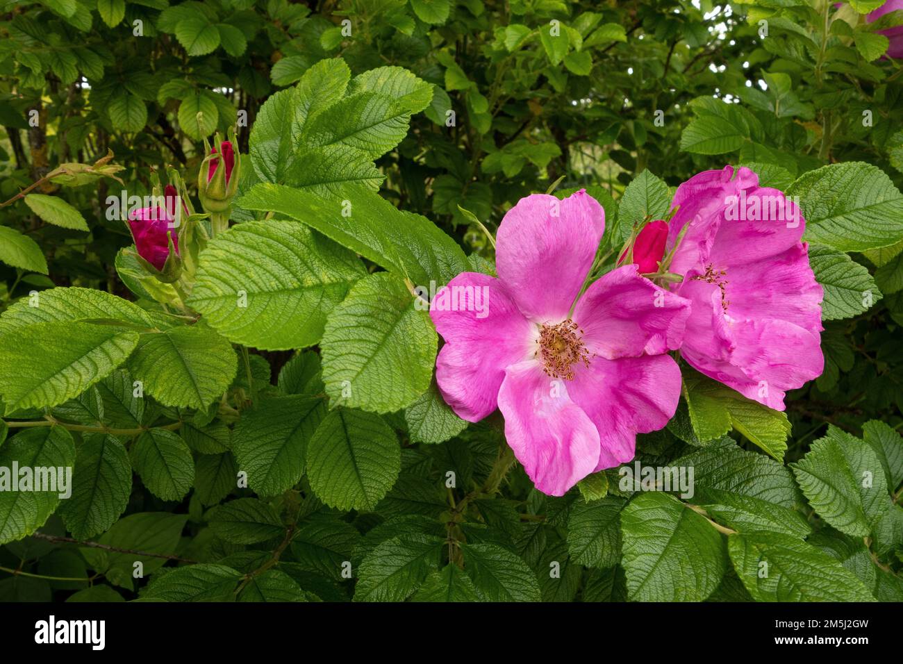 Rosa buschrose -Fotos und -Bildmaterial in hoher Auflösung – Alamy