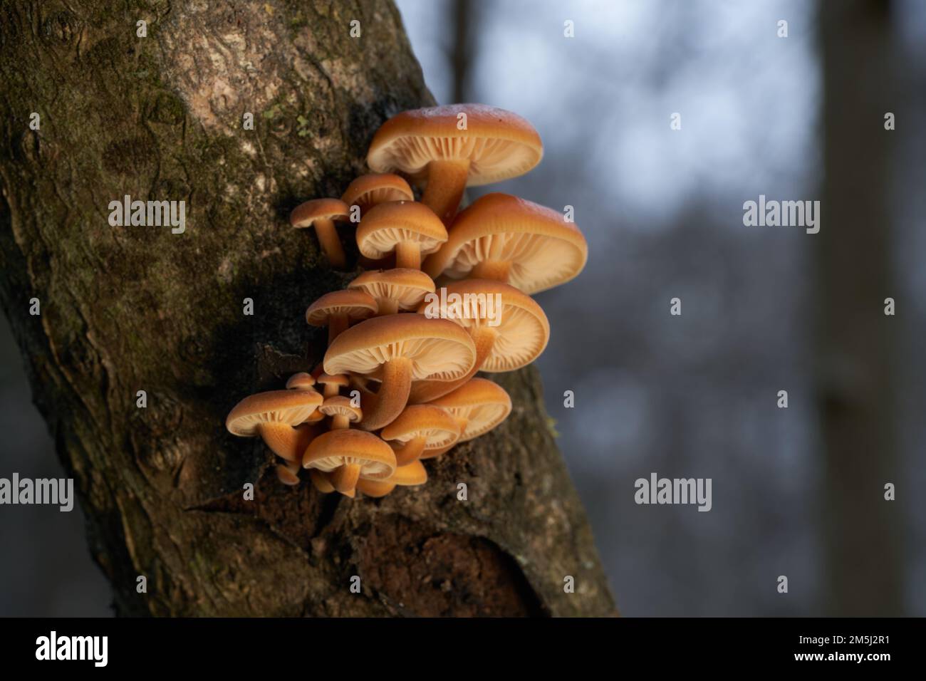 Essbare Pilze Flammulina velutipes auf drei. Bekannt als Samtschaft ...