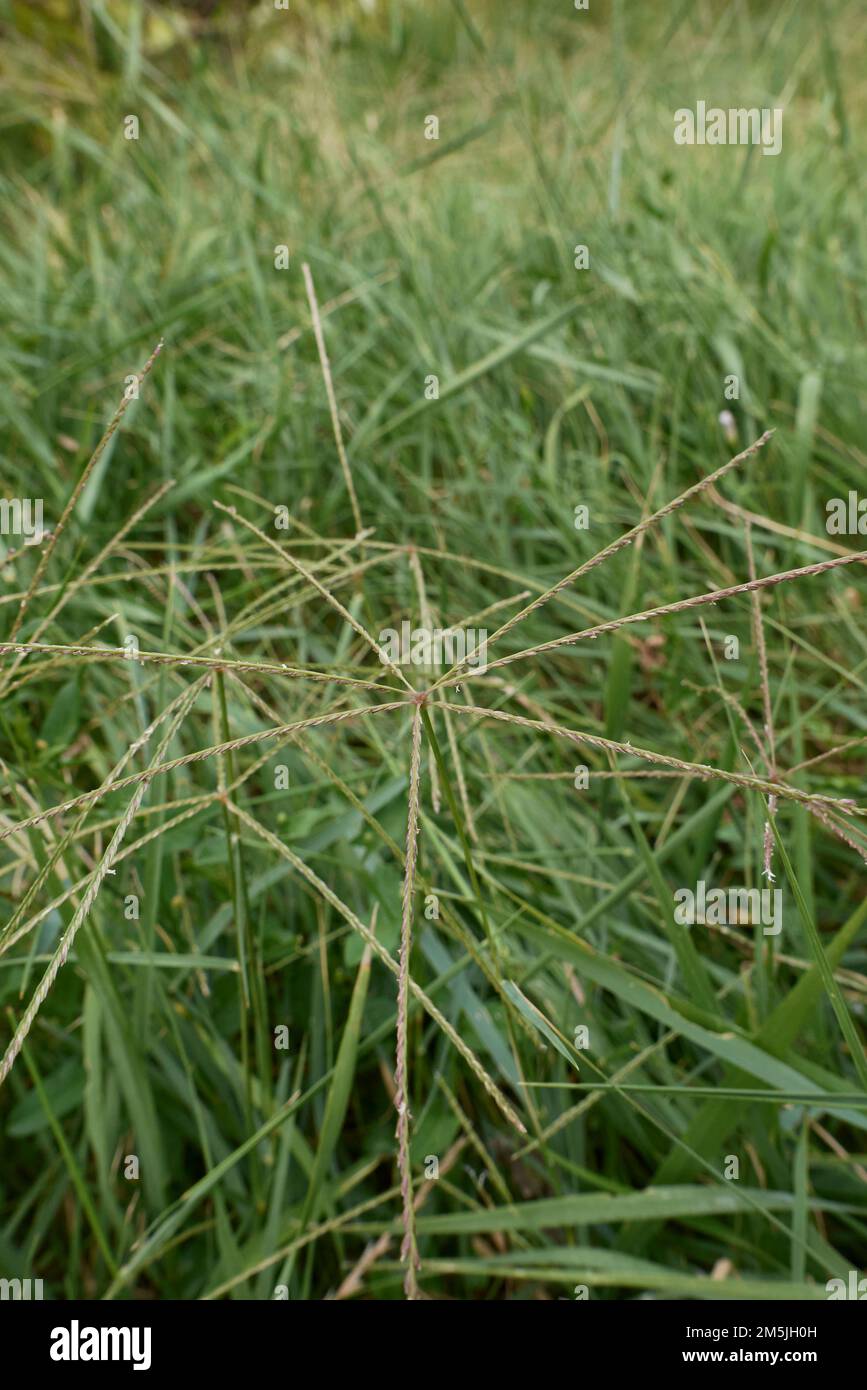 Durva grass -Fotos und -Bildmaterial in hoher Auflösung – Alamy