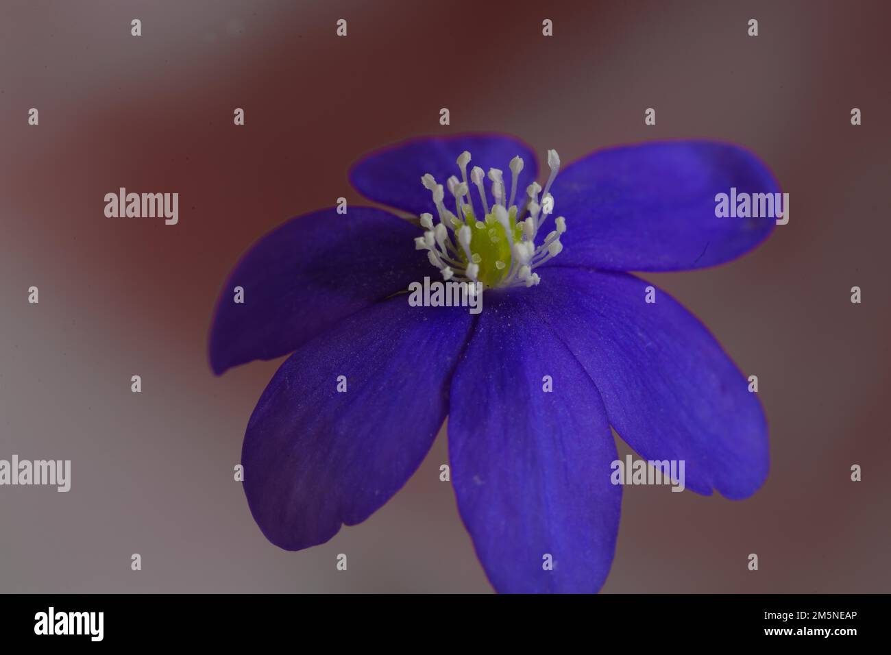 Liver flower -Fotos und -Bildmaterial in hoher Auflösung – Alamy