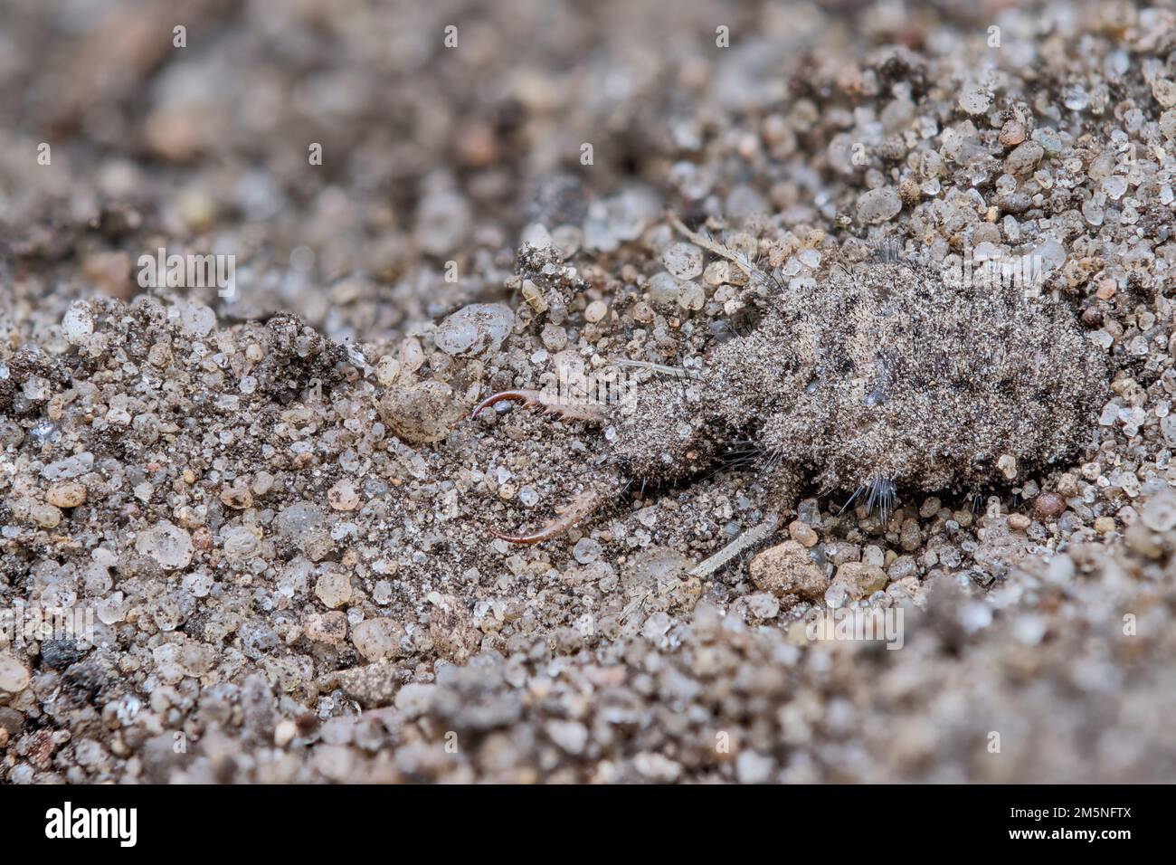 Geflecktflueglige Ameisenjungfer Larve - Ameisenloewe, Euroleon nostras ...