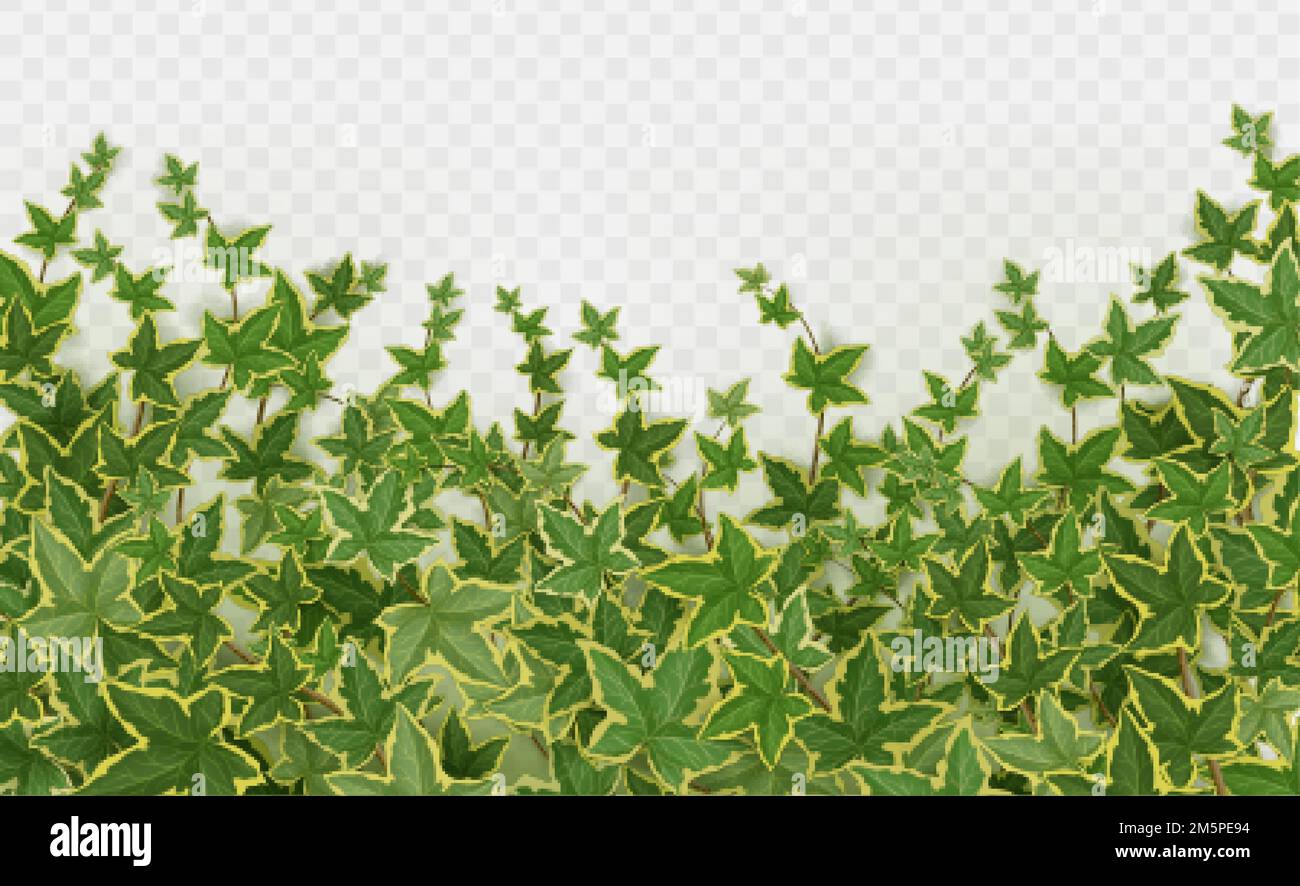 Realistische Efeu-Hintergrundpng auf transparentem Hintergrund isoliert ...