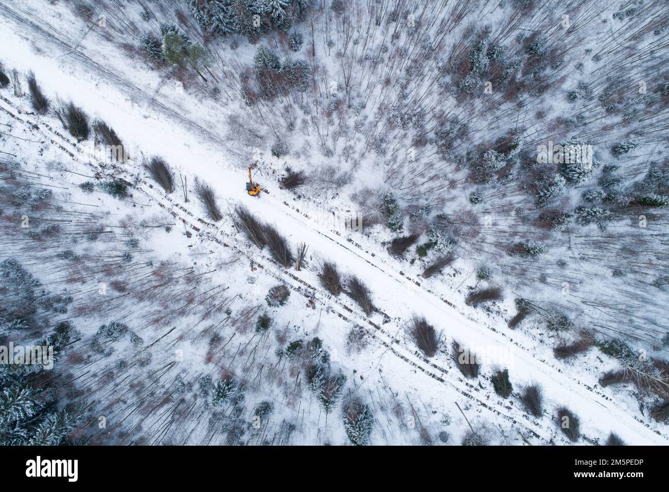 Minderwertiges hartholz -Fotos und -Bildmaterial in hoher Auflösung – Alamy