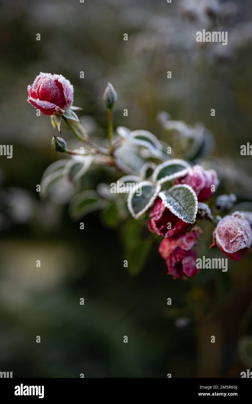 Gefrorene rose -Fotos und -Bildmaterial in hoher Auflösung – Alamy