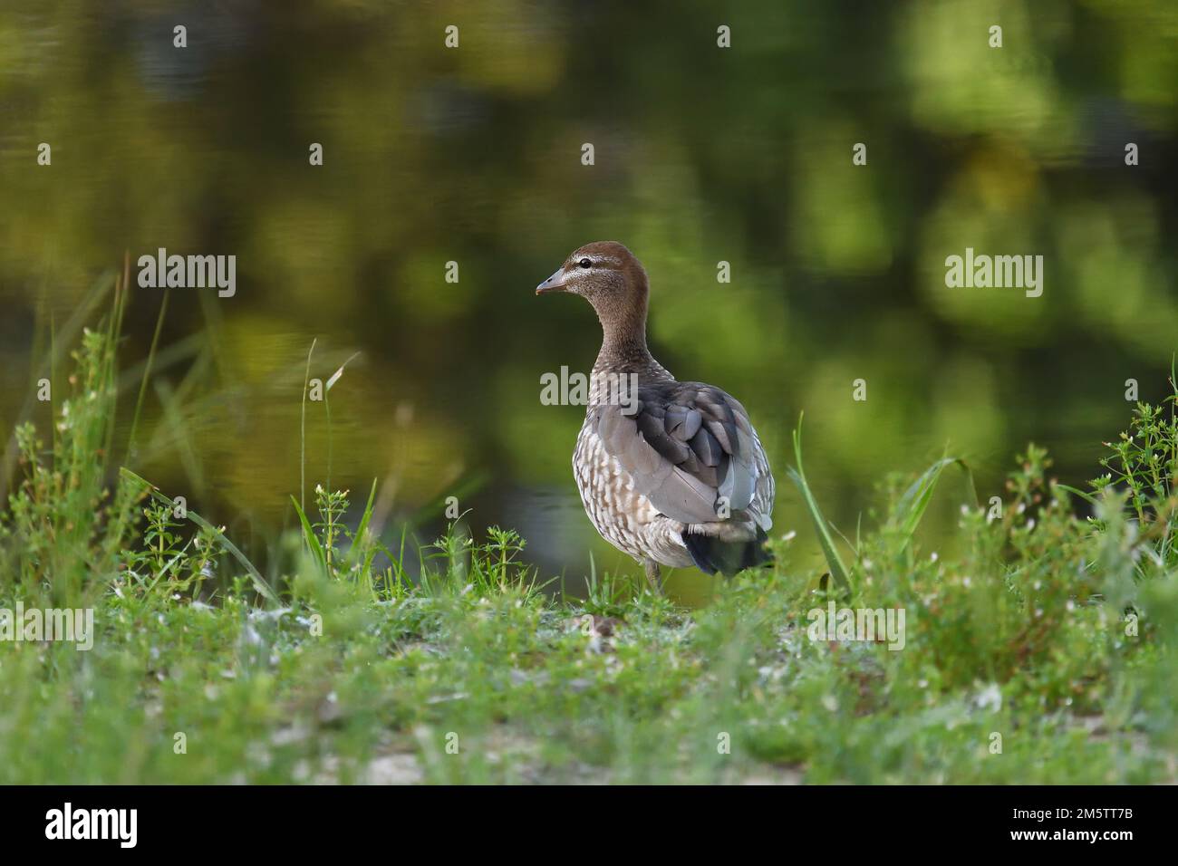 Australischer vogel durch ein lagunenfoto -Fotos und -Bildmaterial in ...