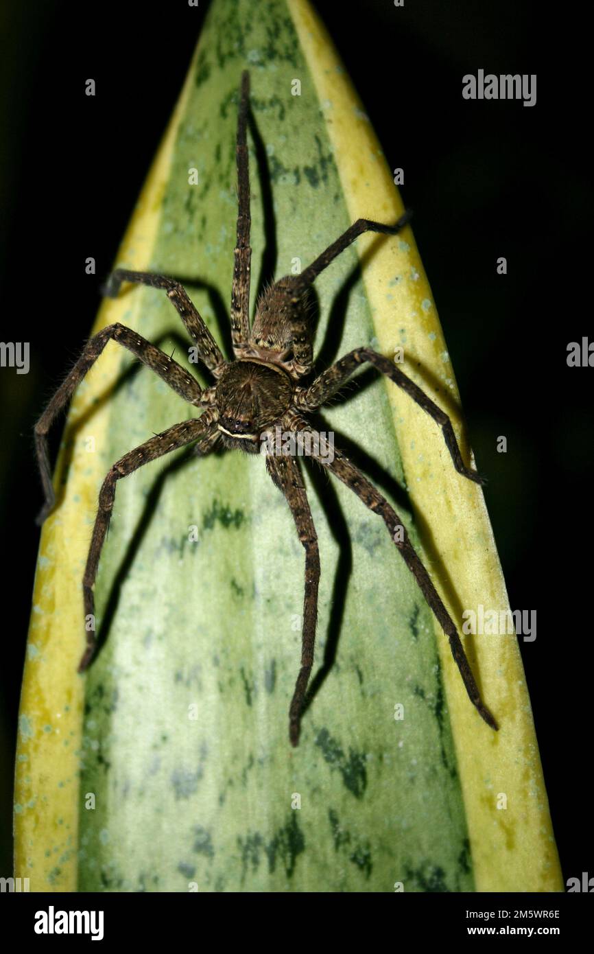 Java spinne -Fotos und -Bildmaterial in hoher Auflösung – Alamy