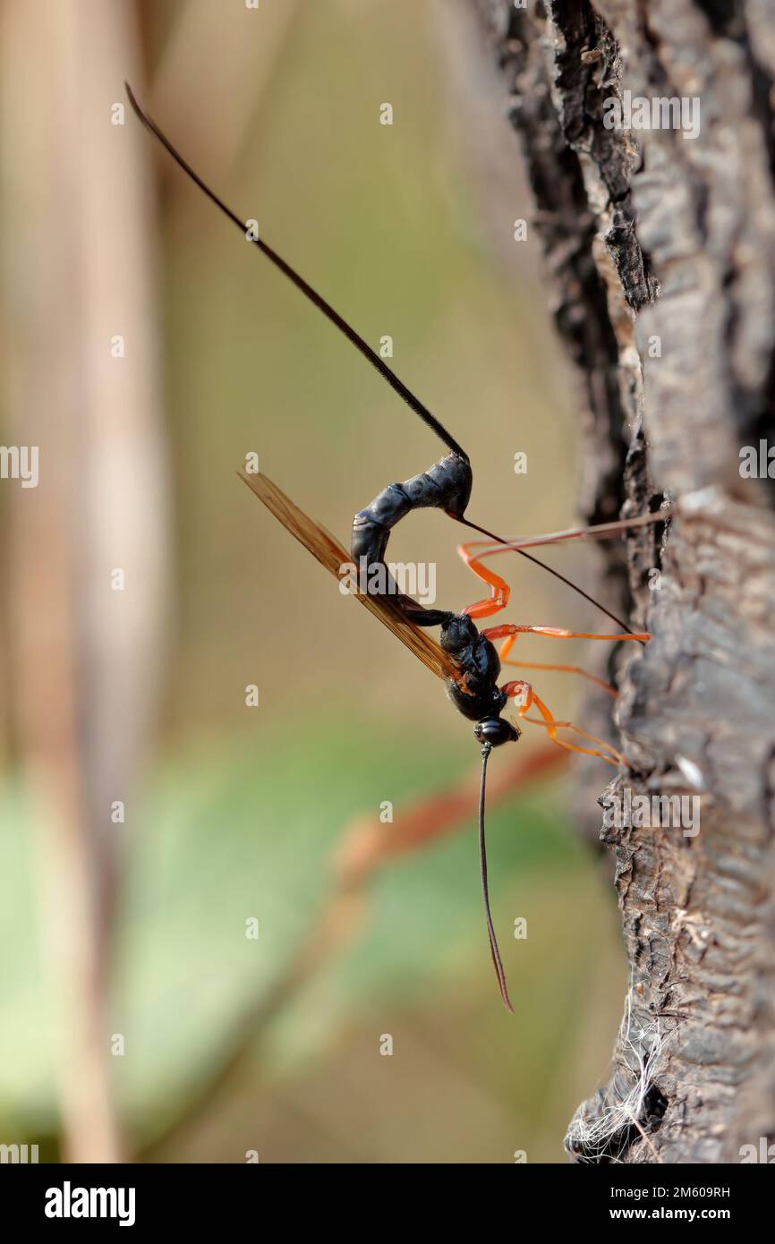 Ichneumon Wasp (Dolichomitus Imperator). Die Wespe legt seinen Eiern in ...