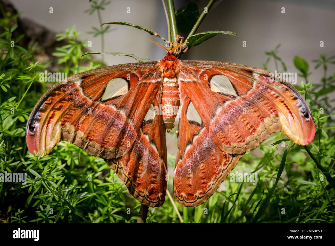 Größte schmetterlinge der welt -Fotos und -Bildmaterial in hoher Auflösung – Alamy