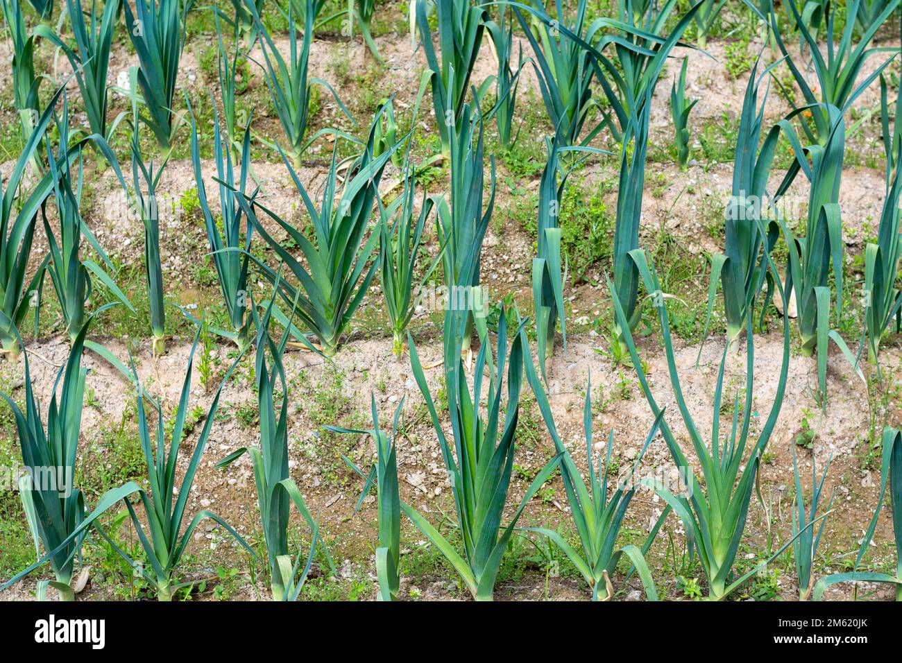 Gartenbau plantage -Fotos und -Bildmaterial in hoher Auflösung – Alamy