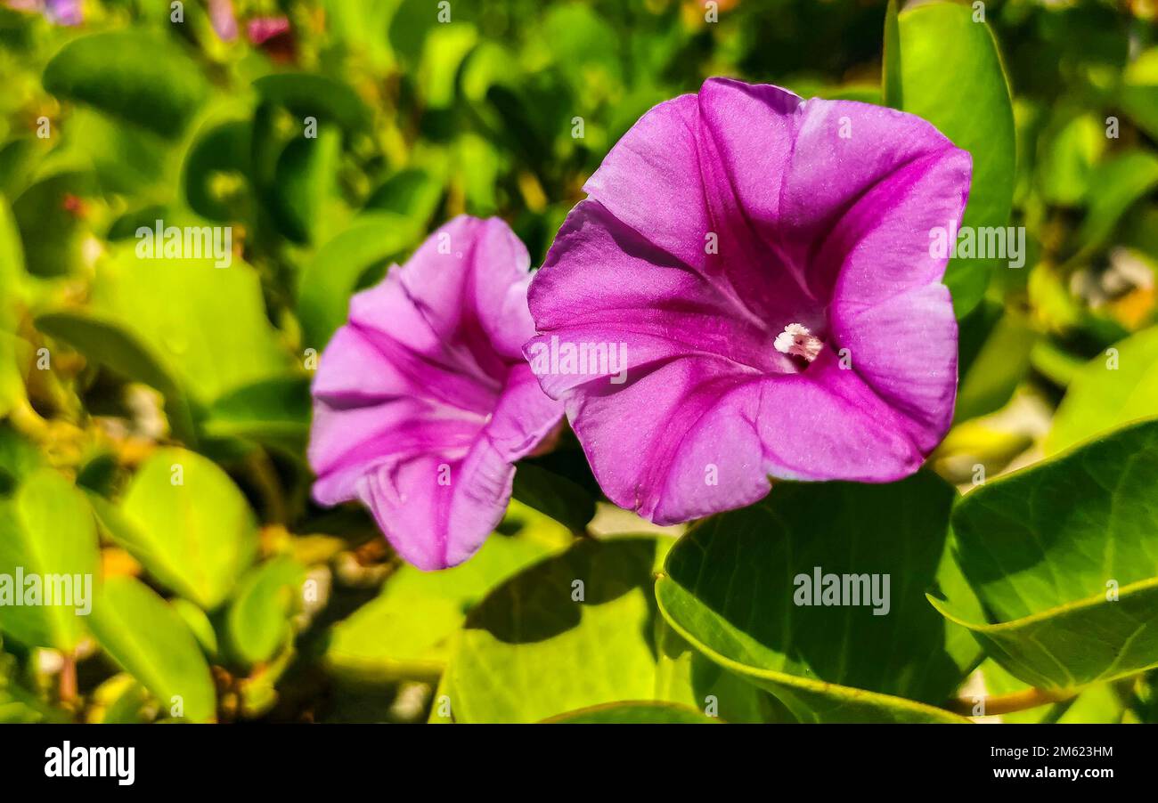 Wunderschöne rosafarbene violette Morgengloria oder Ziegenfuß Ipomoea ...