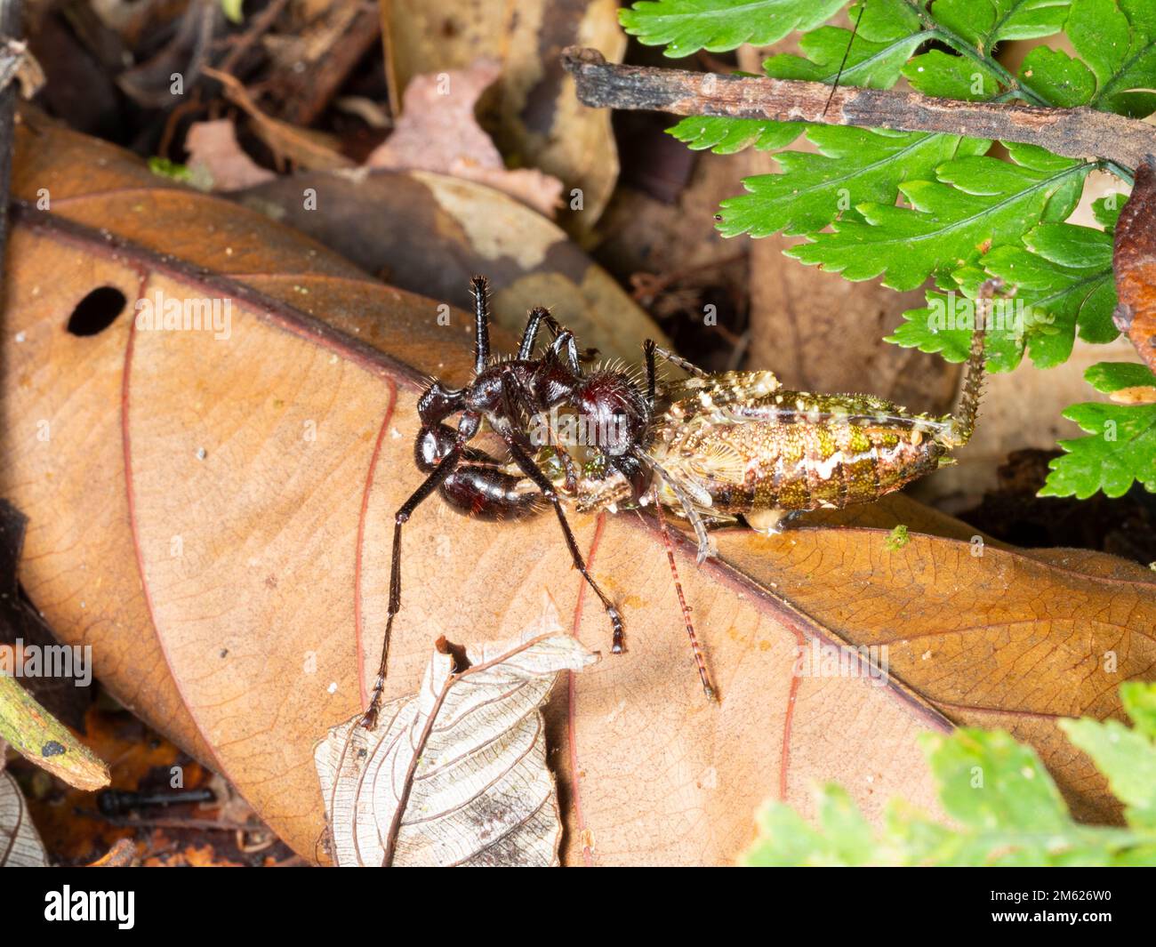 Ant cricket -Fotos und -Bildmaterial in hoher Auflösung – Alamy