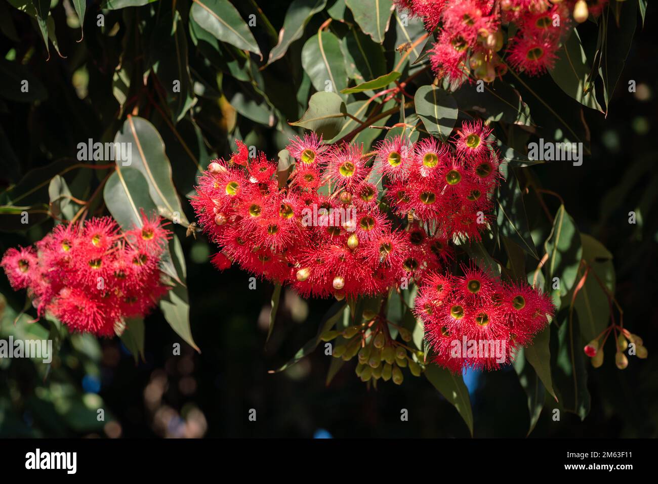 3. Januar 2023: Ein Haufen leuchtend roter blühender Eukalyptusblüten ...