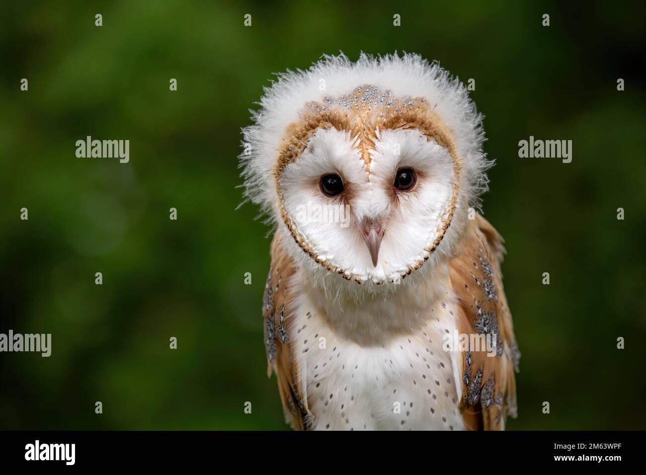 Baby-Scheune-Eule, jugendliches Weibchen ( Tyto Alba ) mit Fusseln und ...