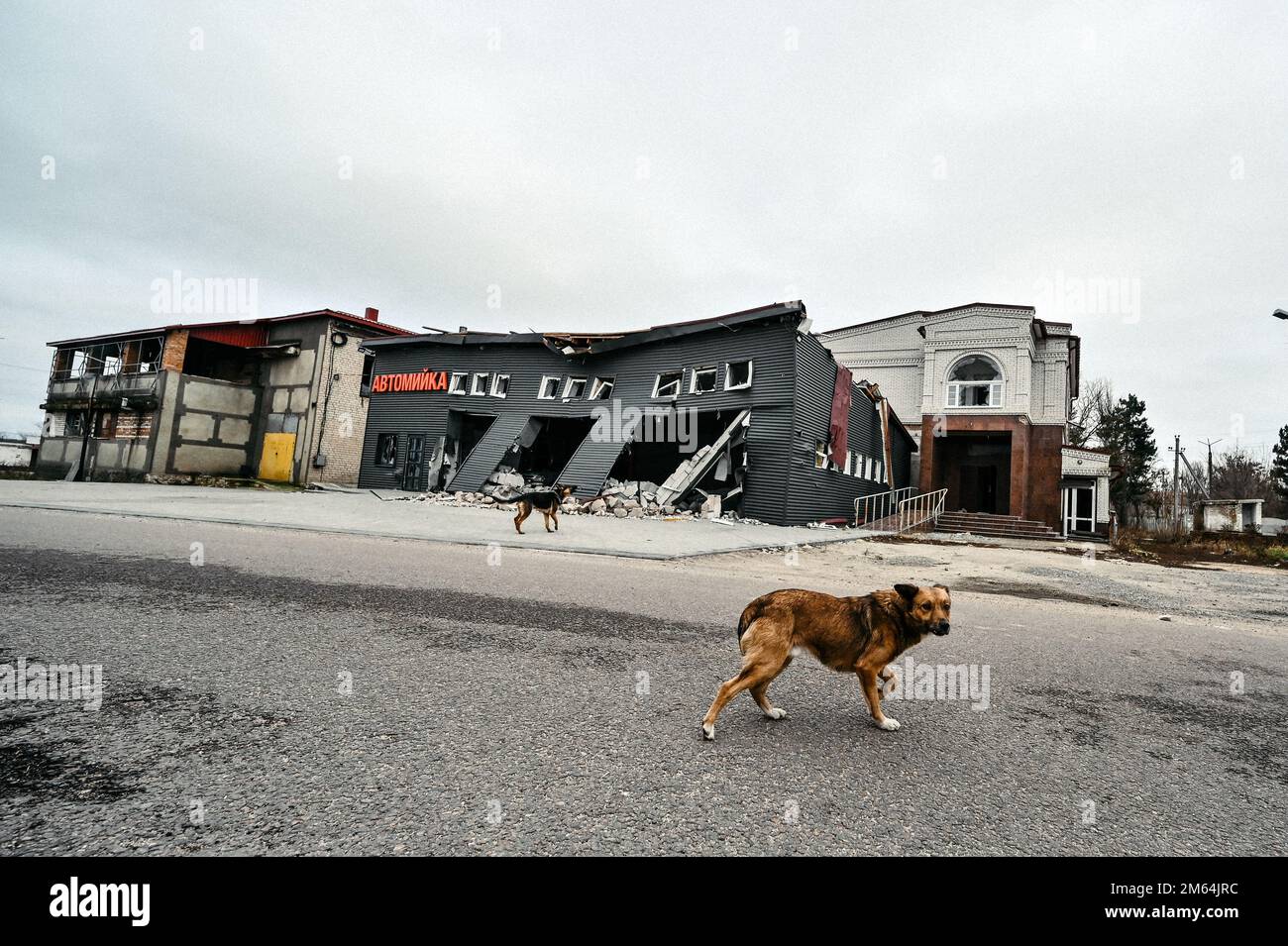 ORIKHIV, UKRAINE - 30. DEZEMBER 2022 - streunende Hunde werden auf ...