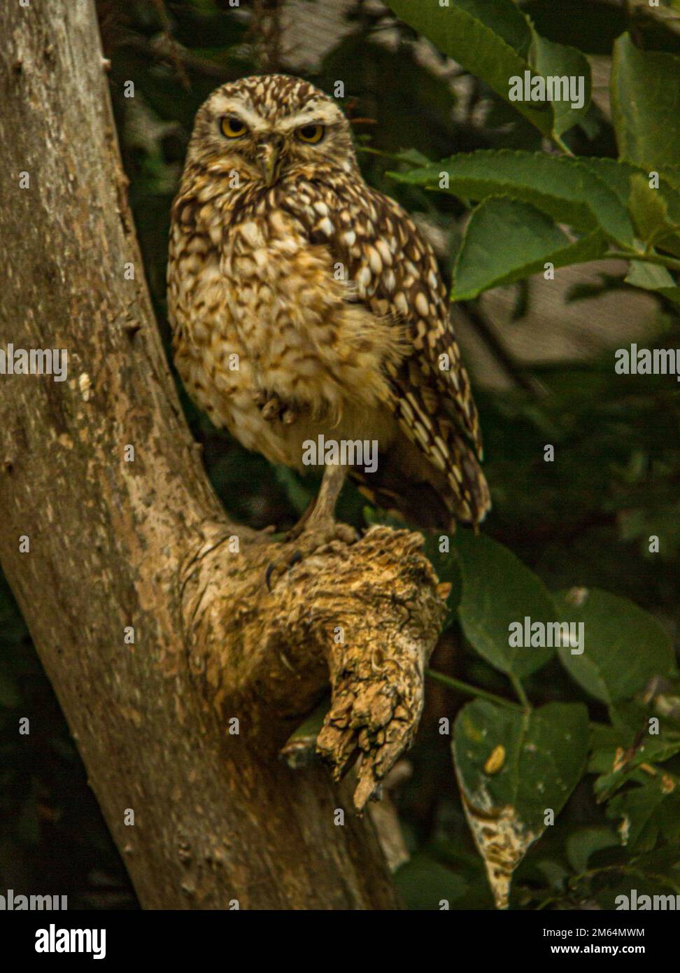 Arten einer cunicularia -Fotos und -Bildmaterial in hoher Auflösung – Alamy