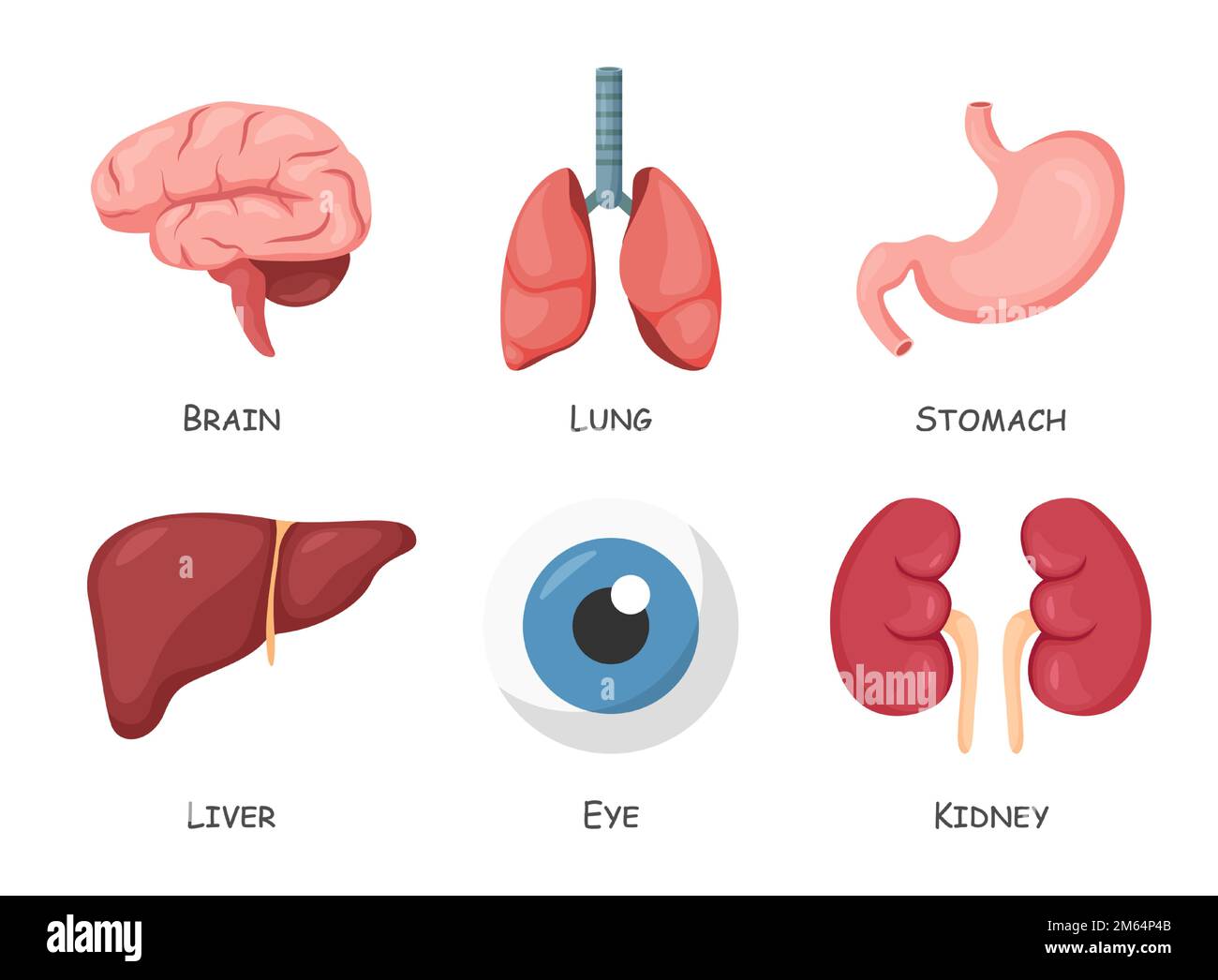 Das Set menschlicher innerer Organe. Cartoon-Design. Isoliert . Vector ...