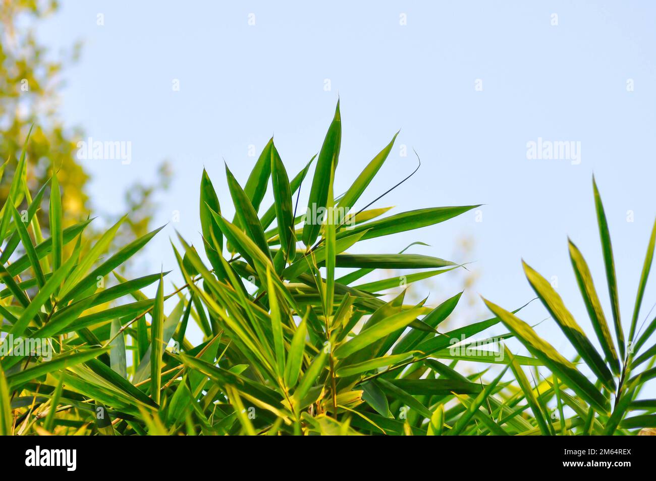 Bamboo, GRAMINEAE oder POACEAE oder Bambusa arundinacea Willd oder ...