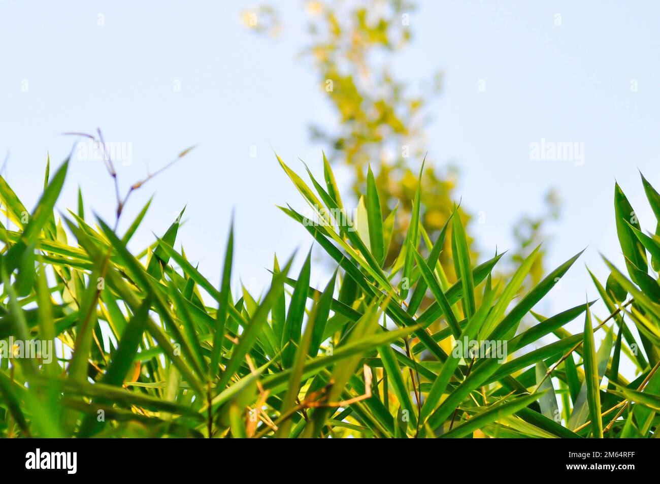 Bamboo, GRAMINEAE oder POACEAE oder Bambusa arundinacea Willd oder ...