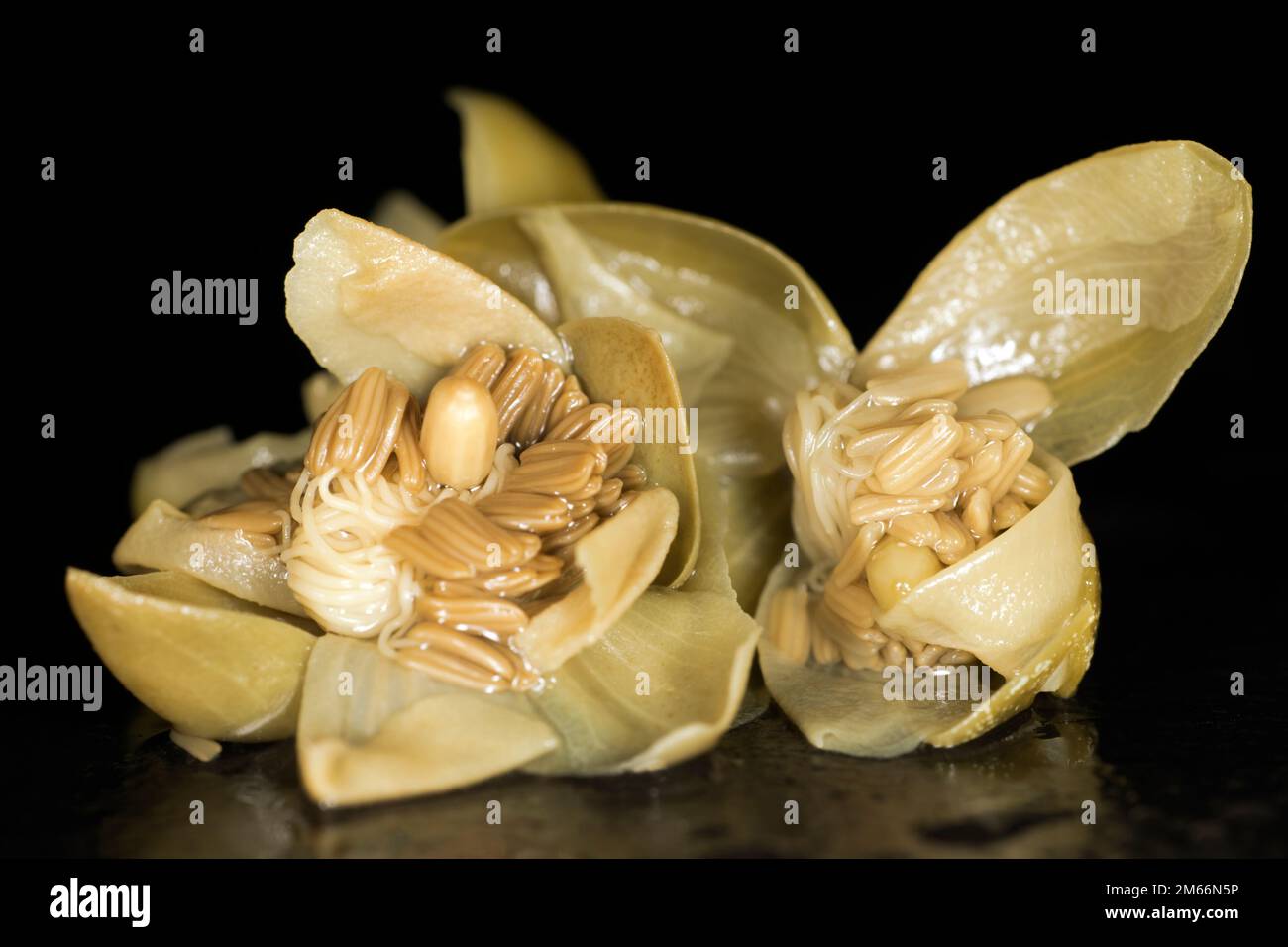 Caper flower -Fotos und -Bildmaterial in hoher Auflösung – Alamy