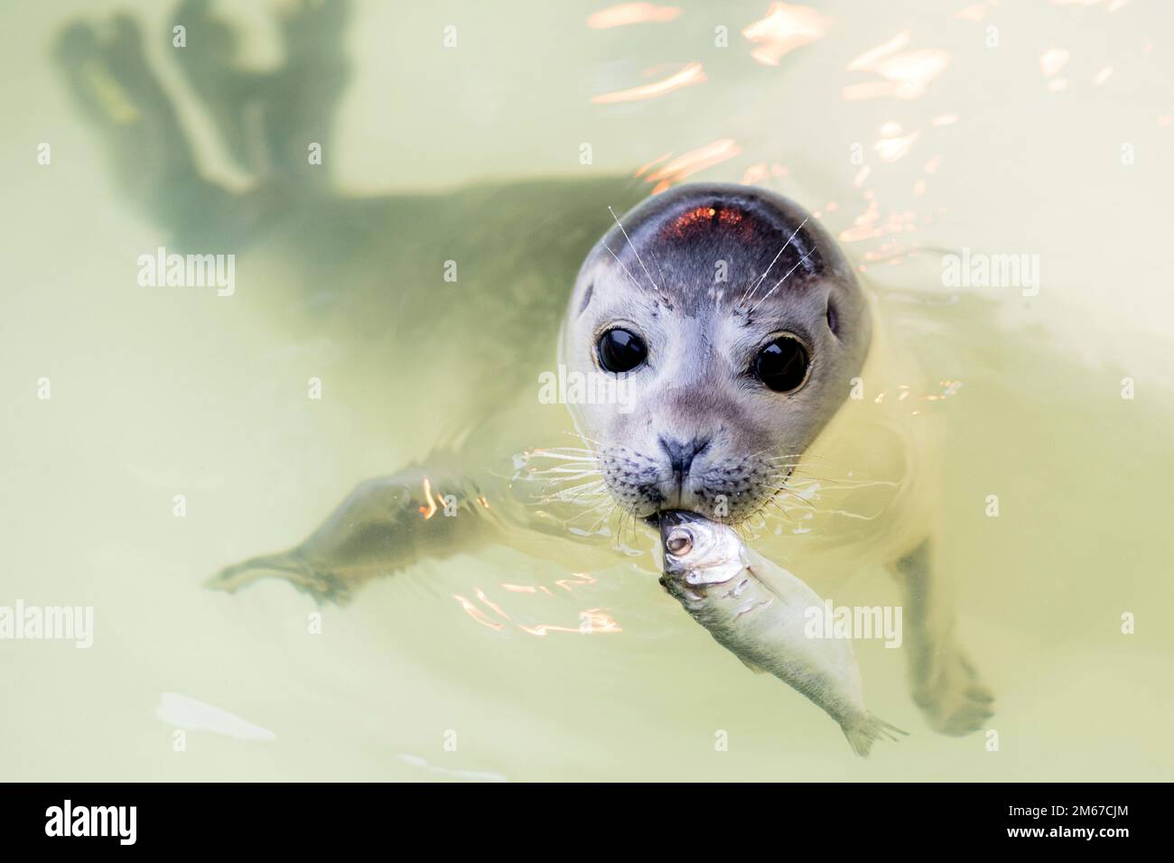 Norddeich, Deutschland. 19. Dezember 2022. Die junge Robbe „Ouzo ...