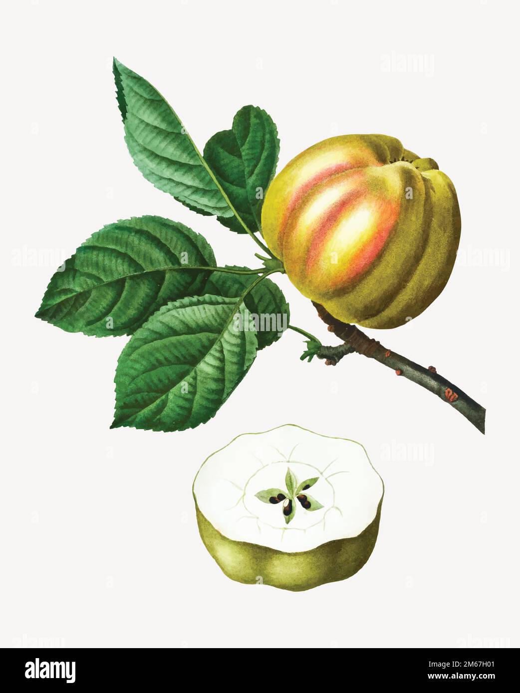 Apfelbaum zweig Stock-Vektorgrafiken kaufen - Alamy