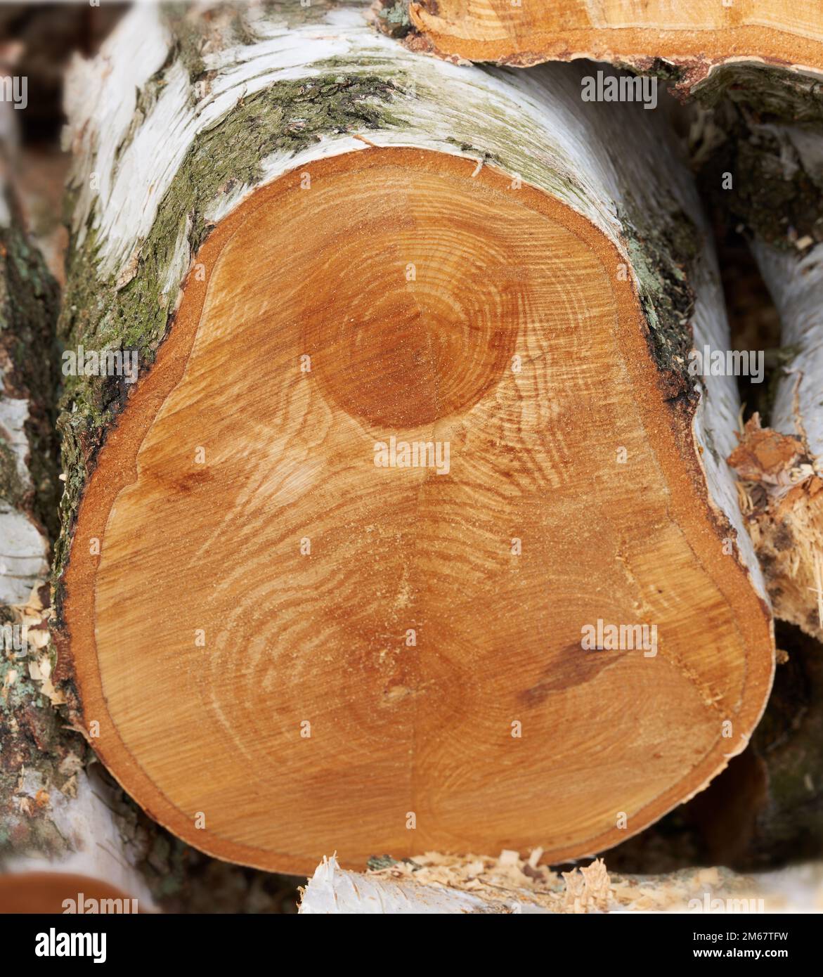 Birkenbrennholz. Diese Feuerholz-Stücke sind für den Kamin bestimmt, wo ...
