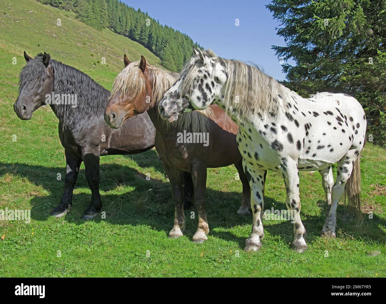 Noriker horses -Fotos und -Bildmaterial in hoher Auflösung – Alamy