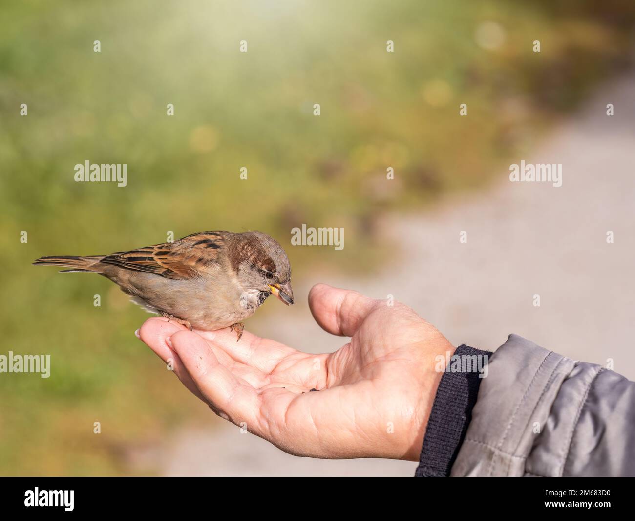 Eine Frau füttert Sperling aus ihrer Handfläche. Ein Vogel sitzt auf ...