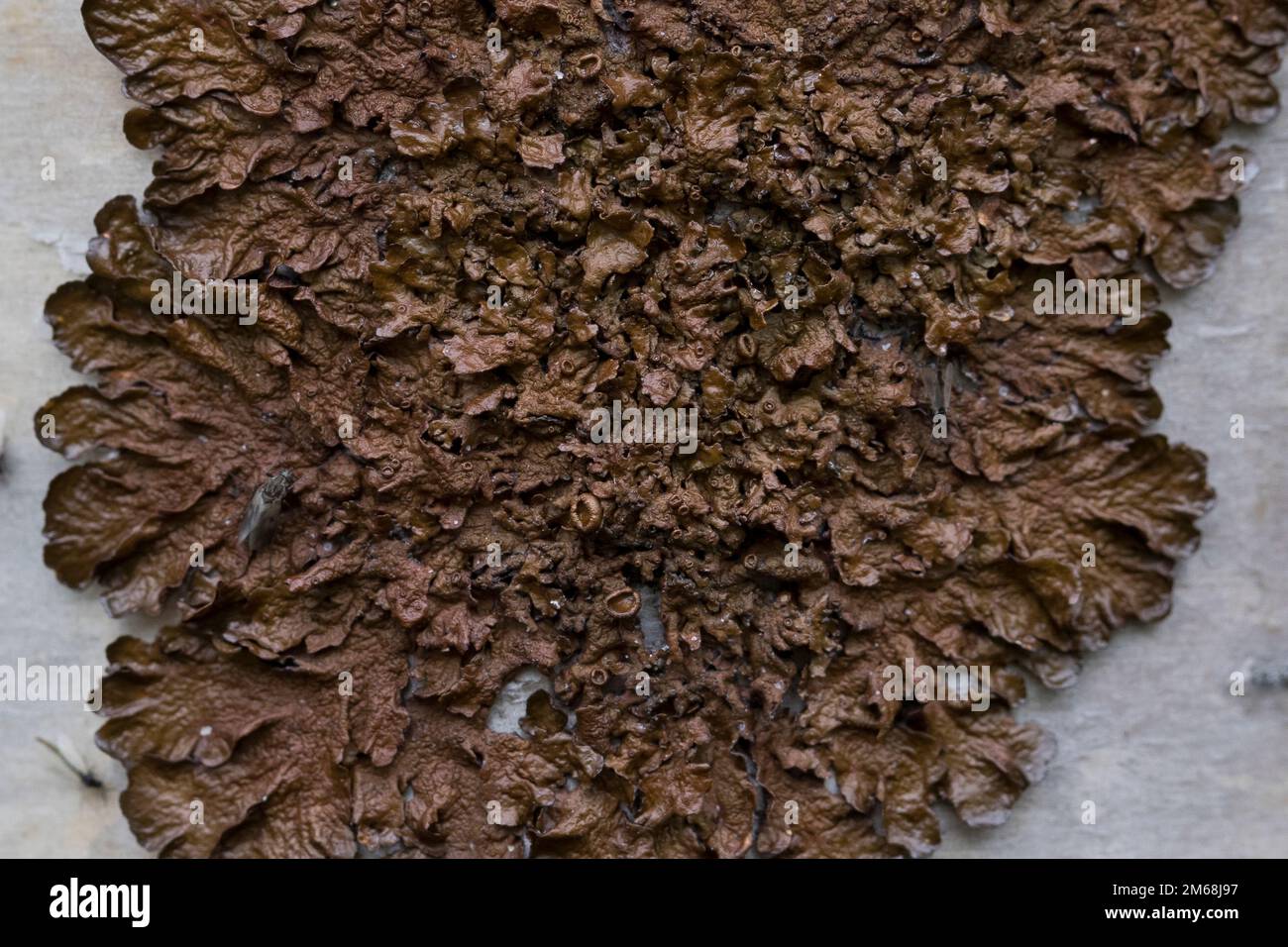Parmelia olivacea -Fotos und -Bildmaterial in hoher Auflösung – Alamy