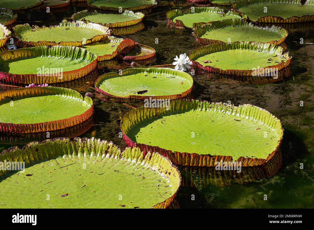 Victoria amazonica amazonica -Fotos und -Bildmaterial in hoher ...