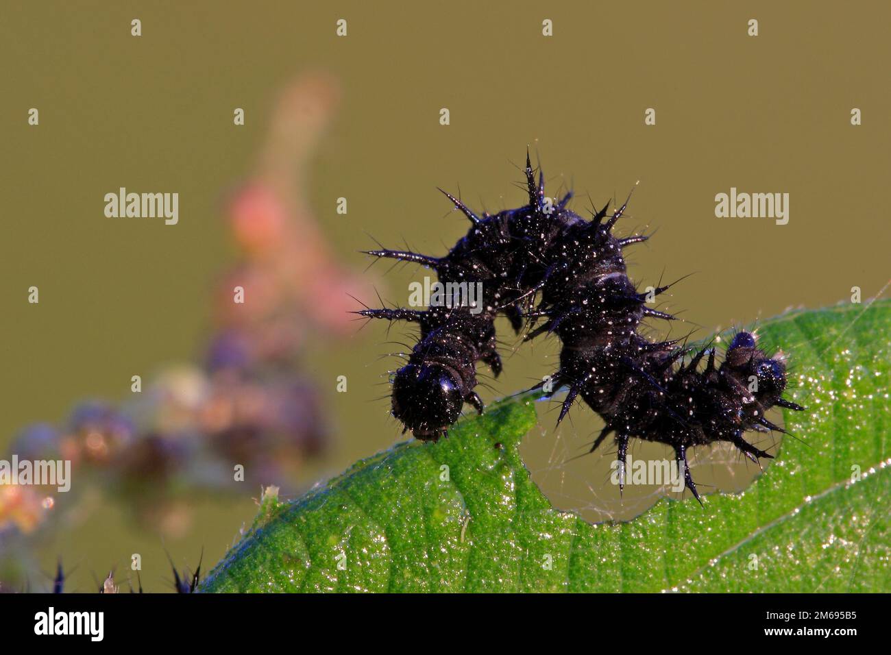 Tagpfauenauge raupe -Fotos und -Bildmaterial in hoher Auflösung – Alamy