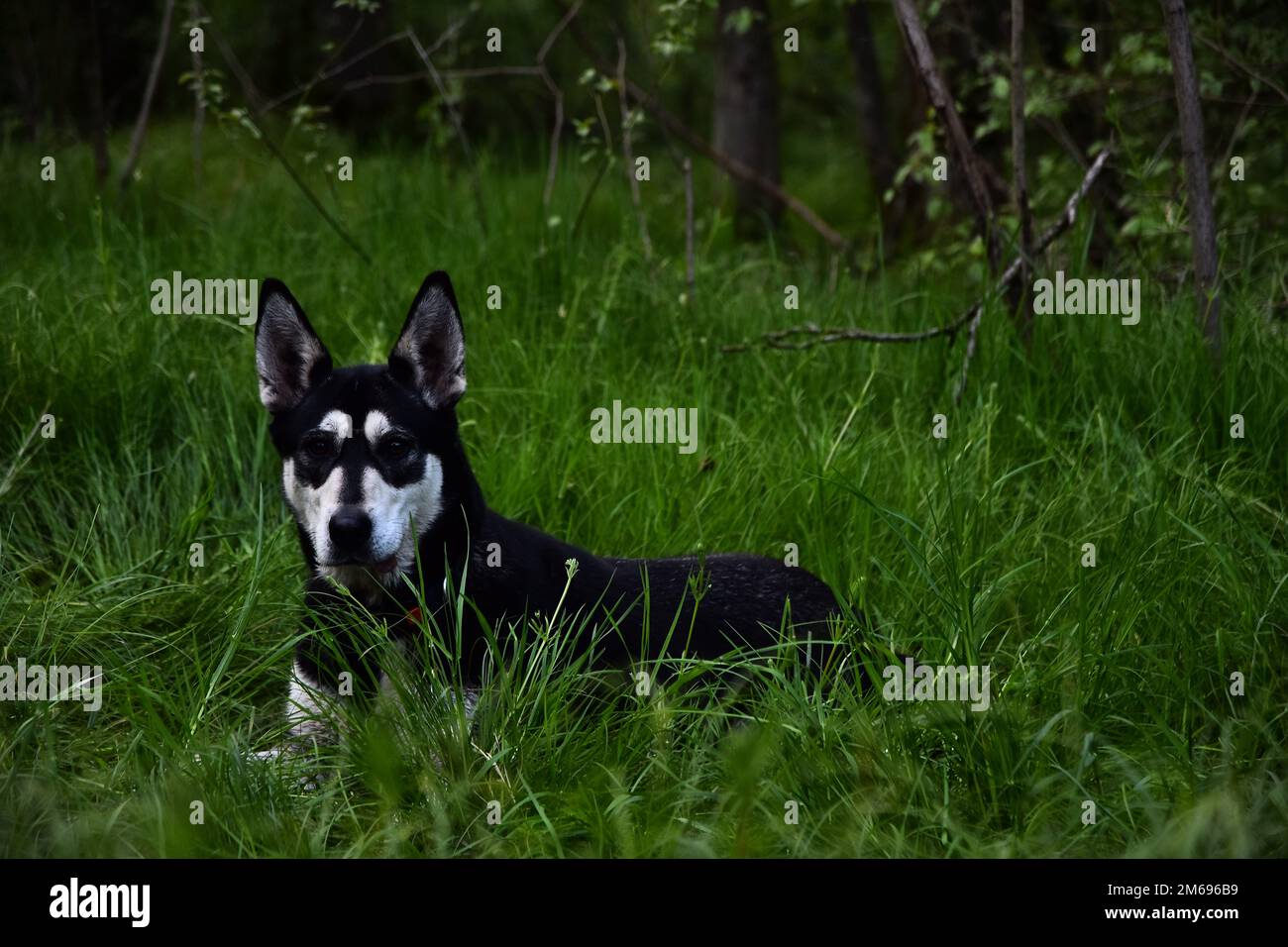 Unschuldiger blick -Fotos und -Bildmaterial in hoher Auflösung – Alamy