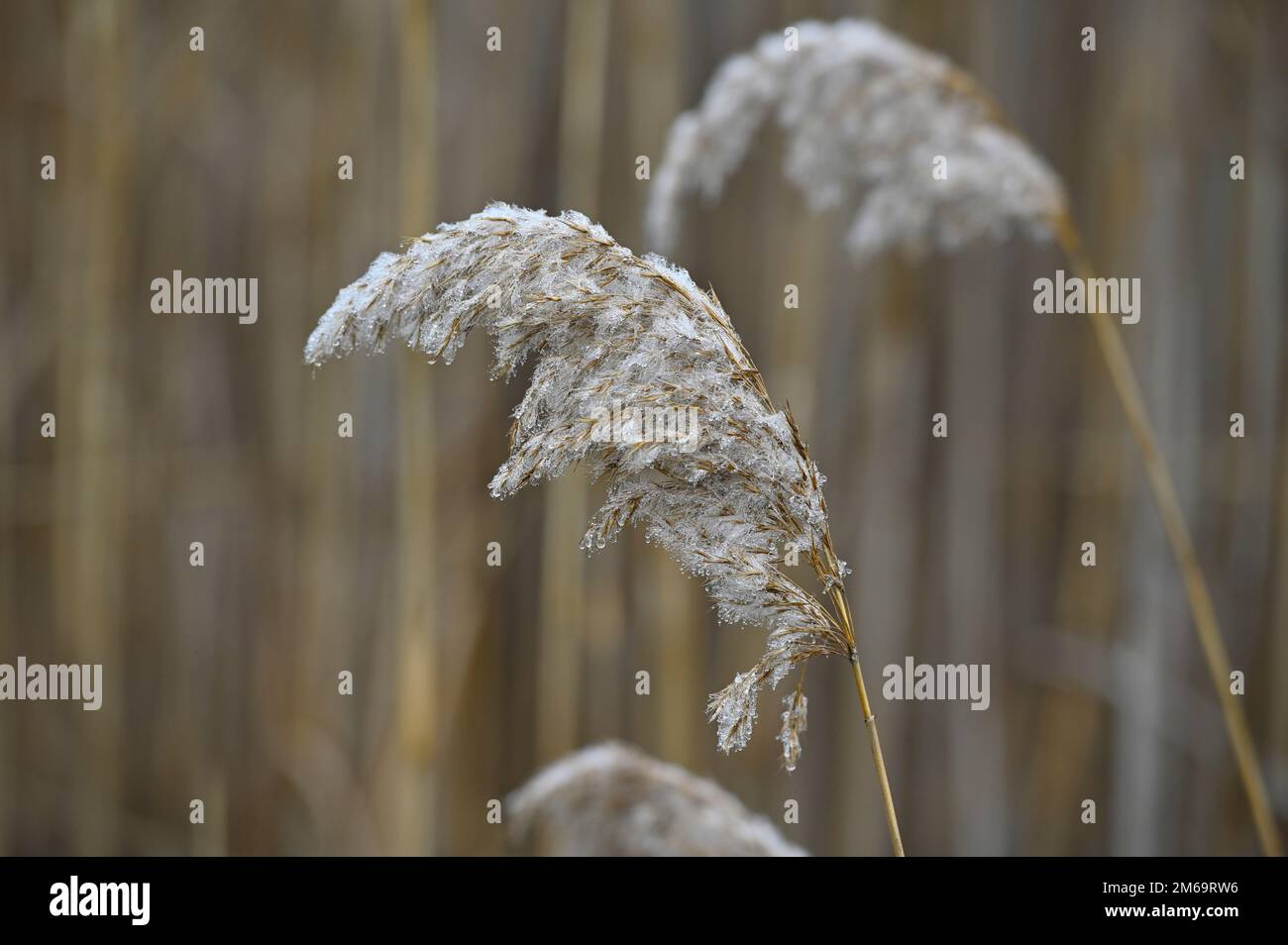 Schilf phragmites australis im winter -Fotos und -Bildmaterial in hoher ...
