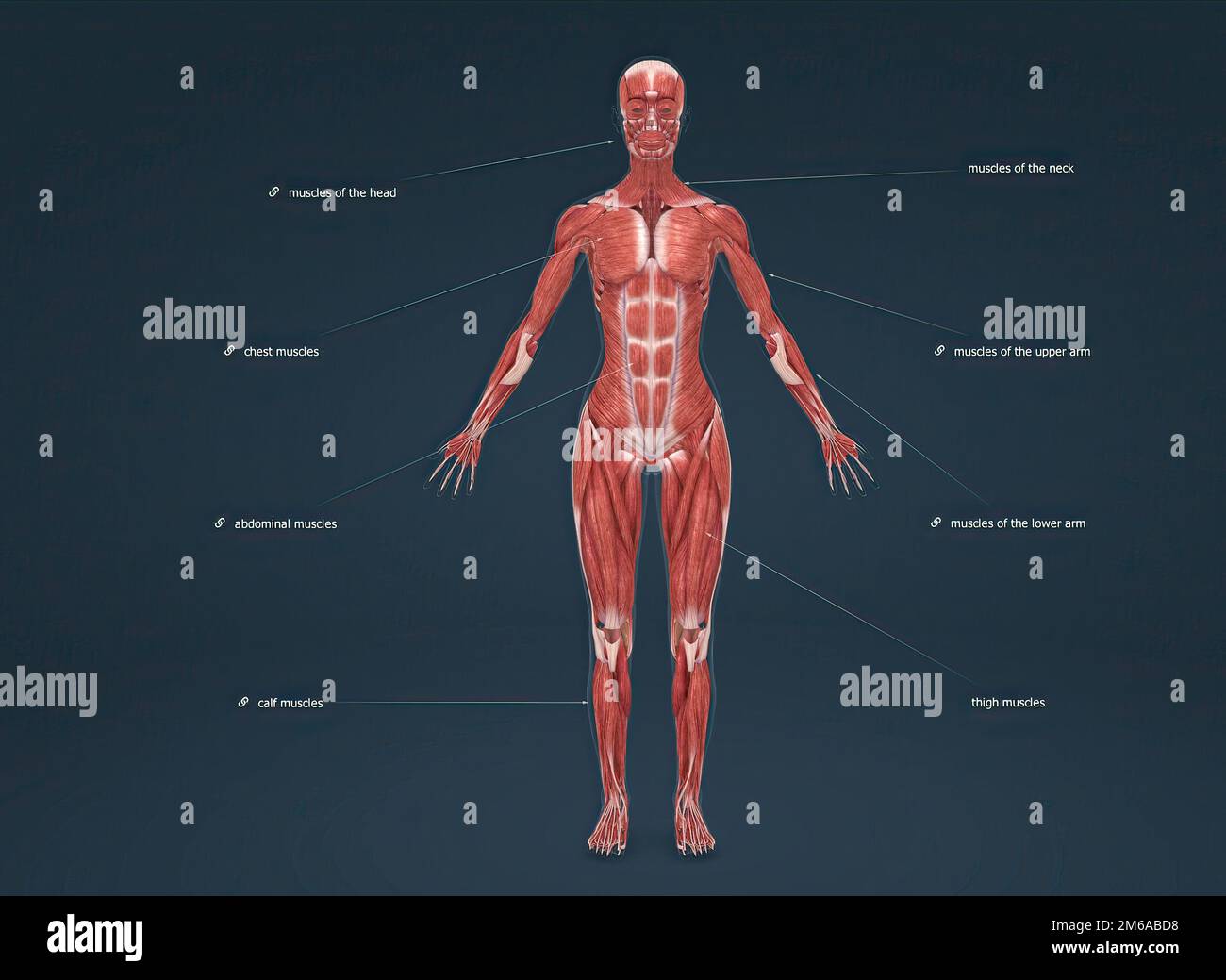Anatomie des weiblichen menschlichen Muskelsystems 3D-Darstellung Stockfotografie - Alamy
