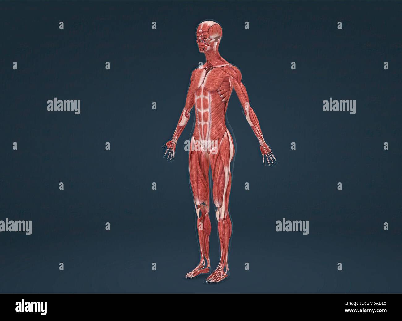 Anatomie des weiblichen menschlichen Muskelsystems 3D-Darstellung Stockfotografie - Alamy