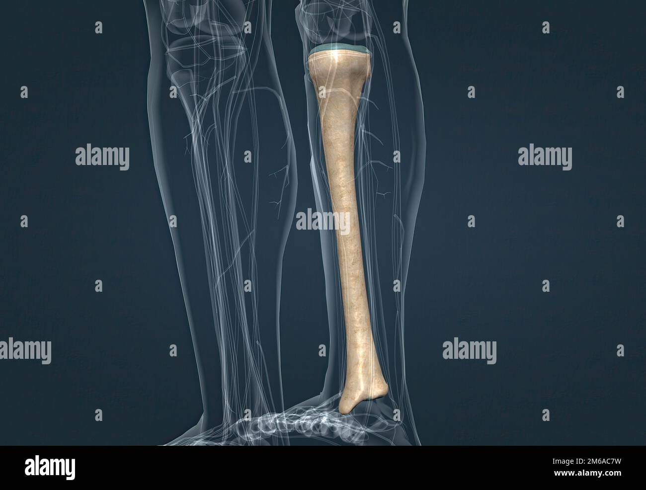 Es ist der zweitgrößte Knochen im menschlichen Körper, nach dem Femur ...